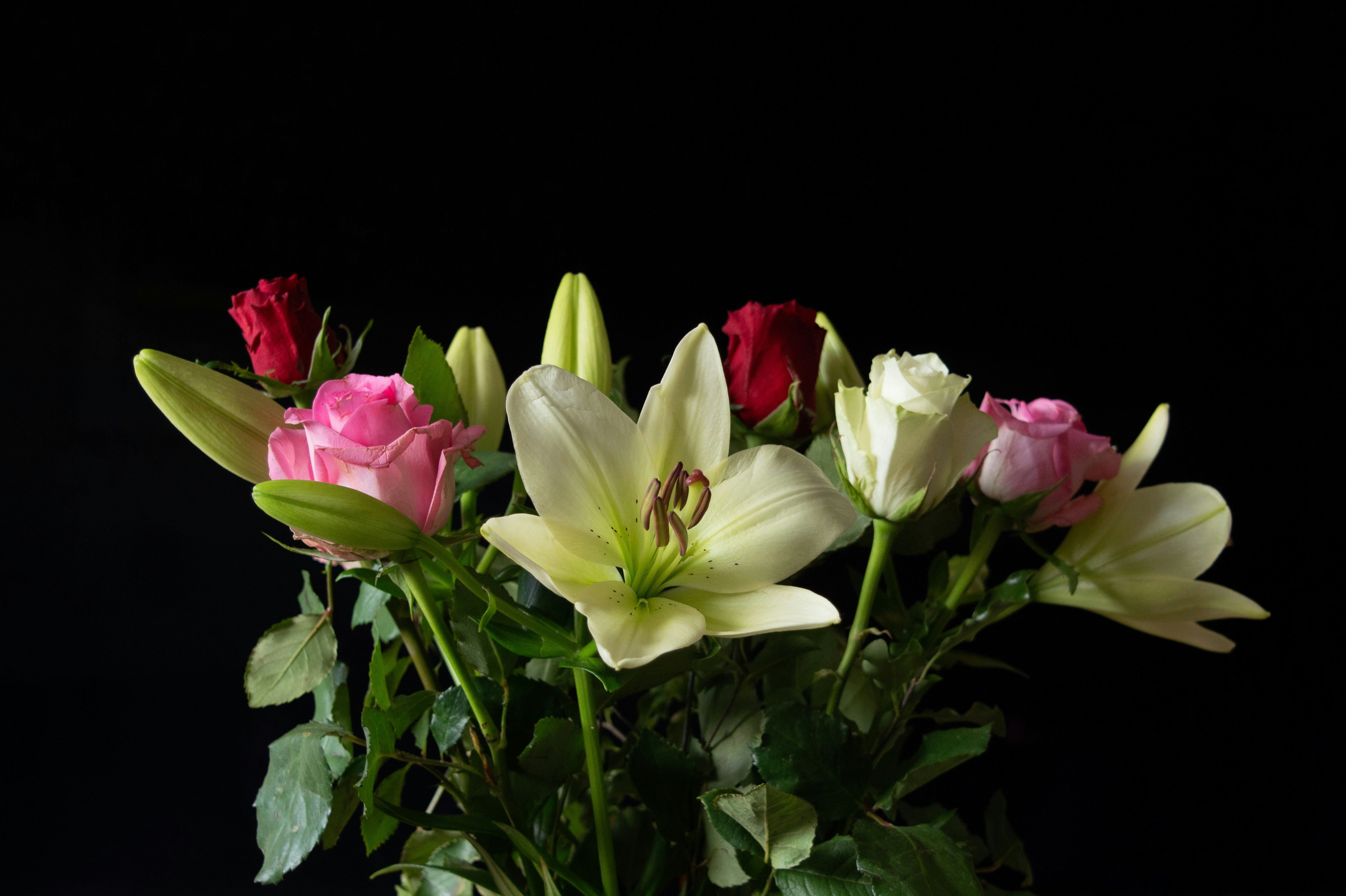 white and pink flower with green leaves