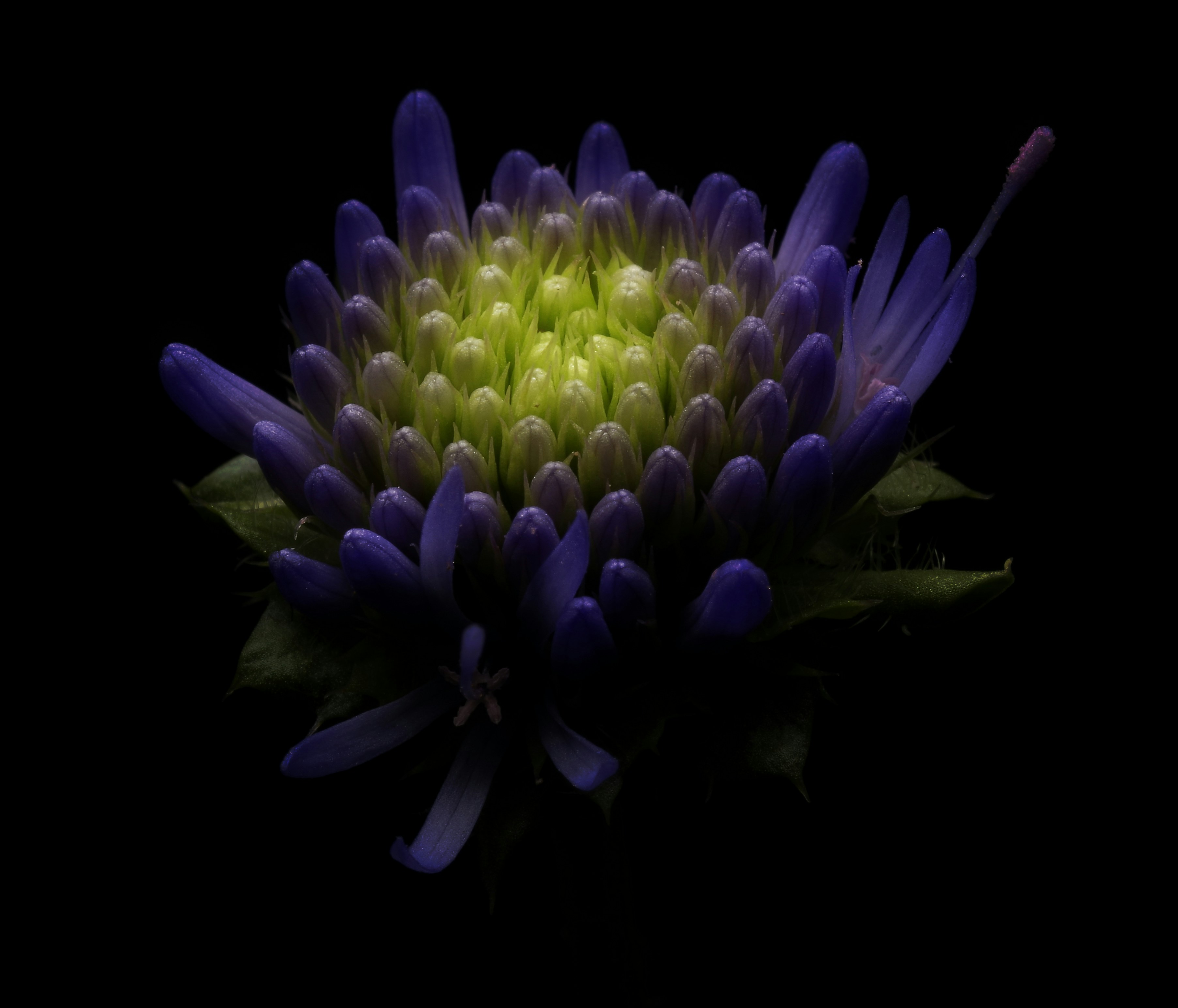Intricate purple flower illuminated against a dark backdrop, showcasing delicate petals and vibrant hues.