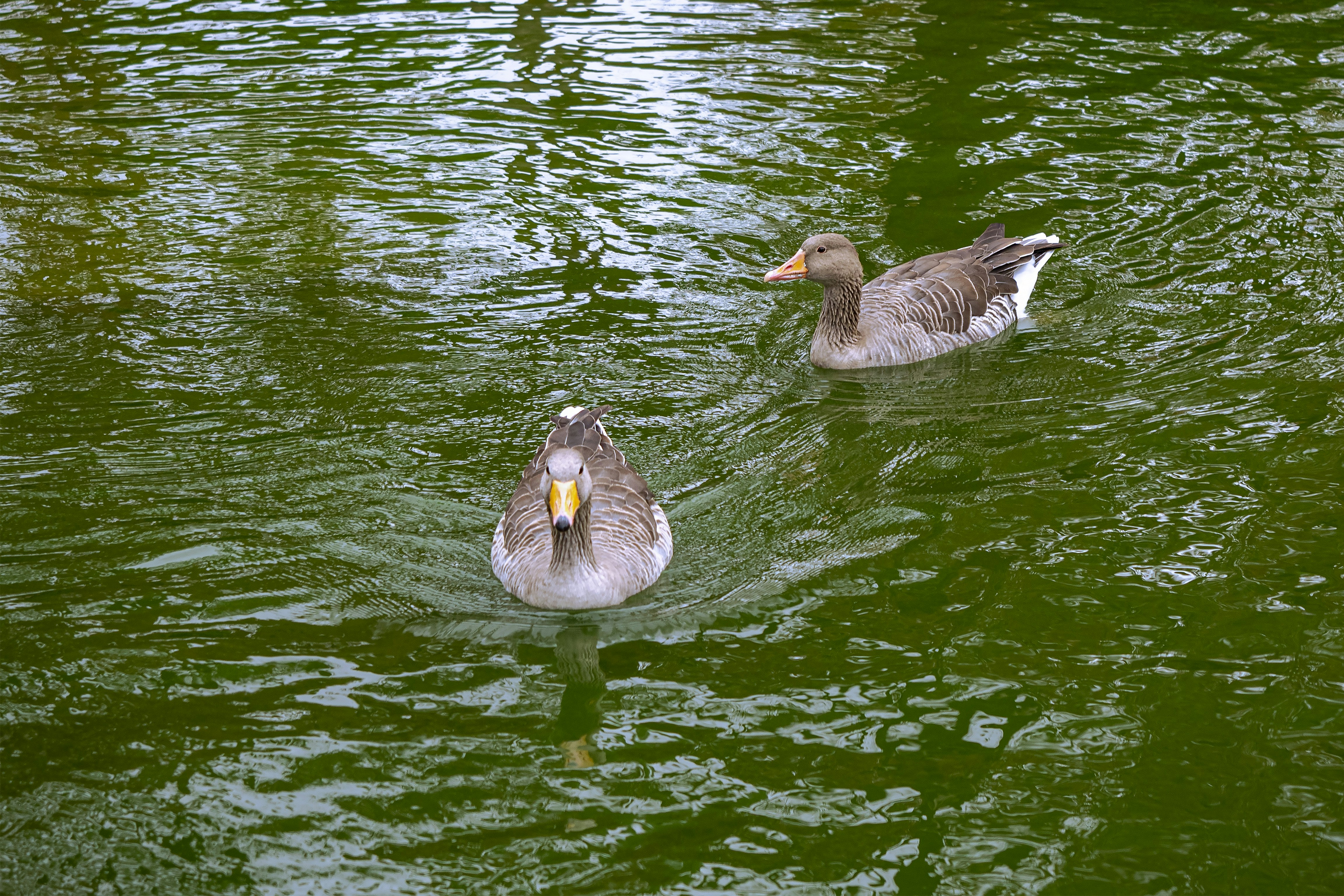 Emerald Ripples: Greylag Geese Glide Across a Quiet Pond