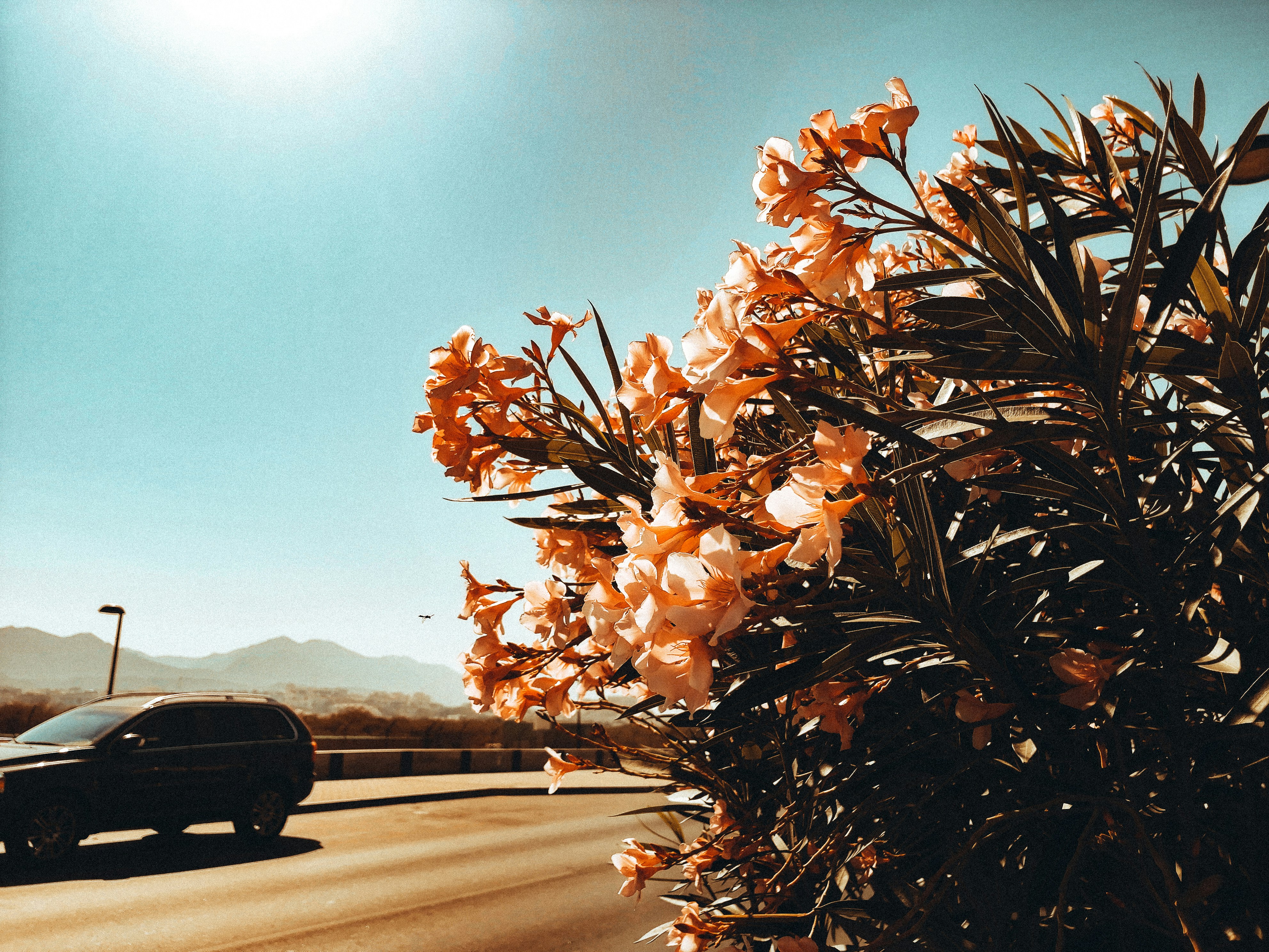 Vibrant orange flowers contrast beautifully with a clear blue sky and distant mountains, capturing a moment of serene beauty by the roadside.