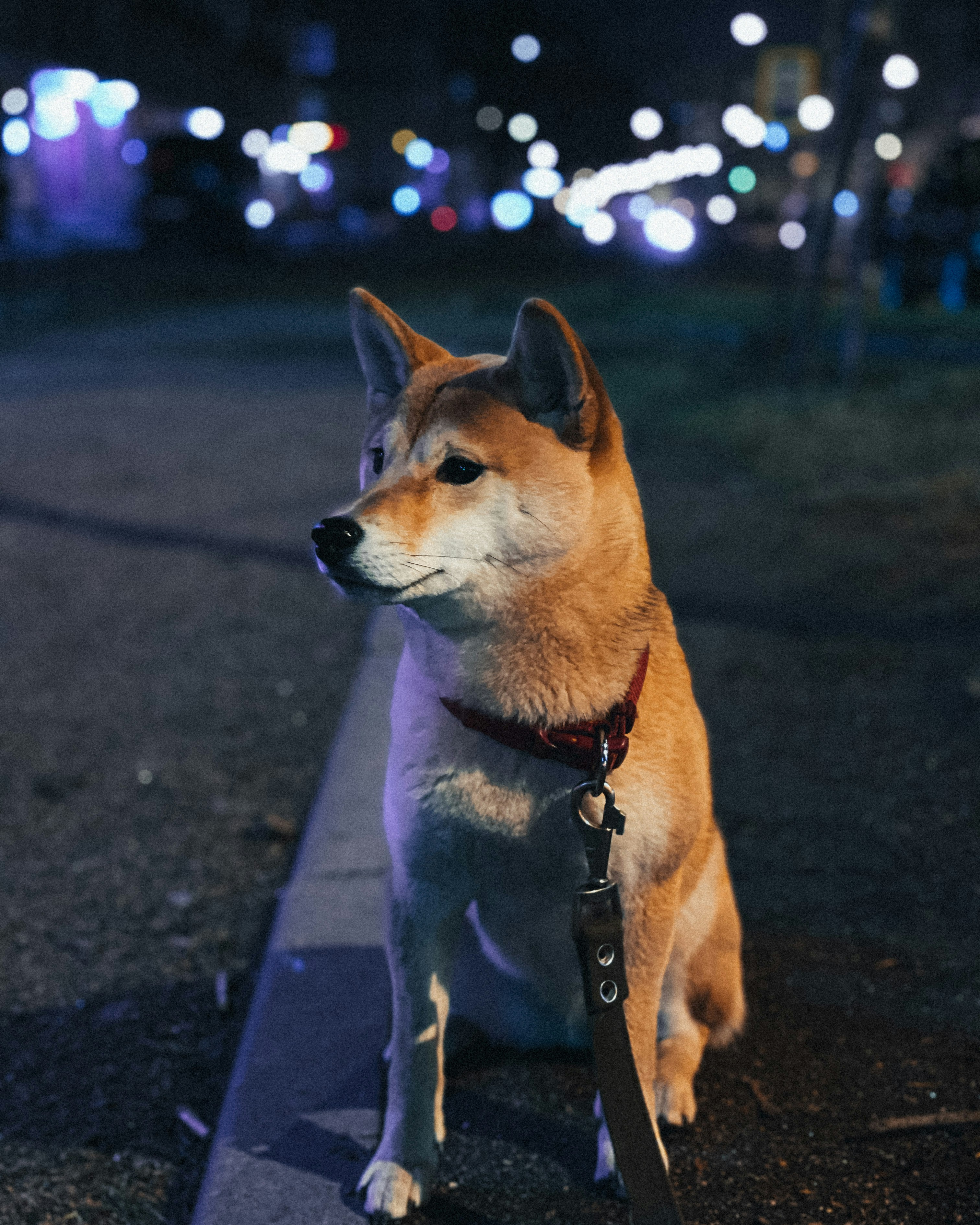 Nighttime Vigil: A Shiba Inu's Watchful Gaze