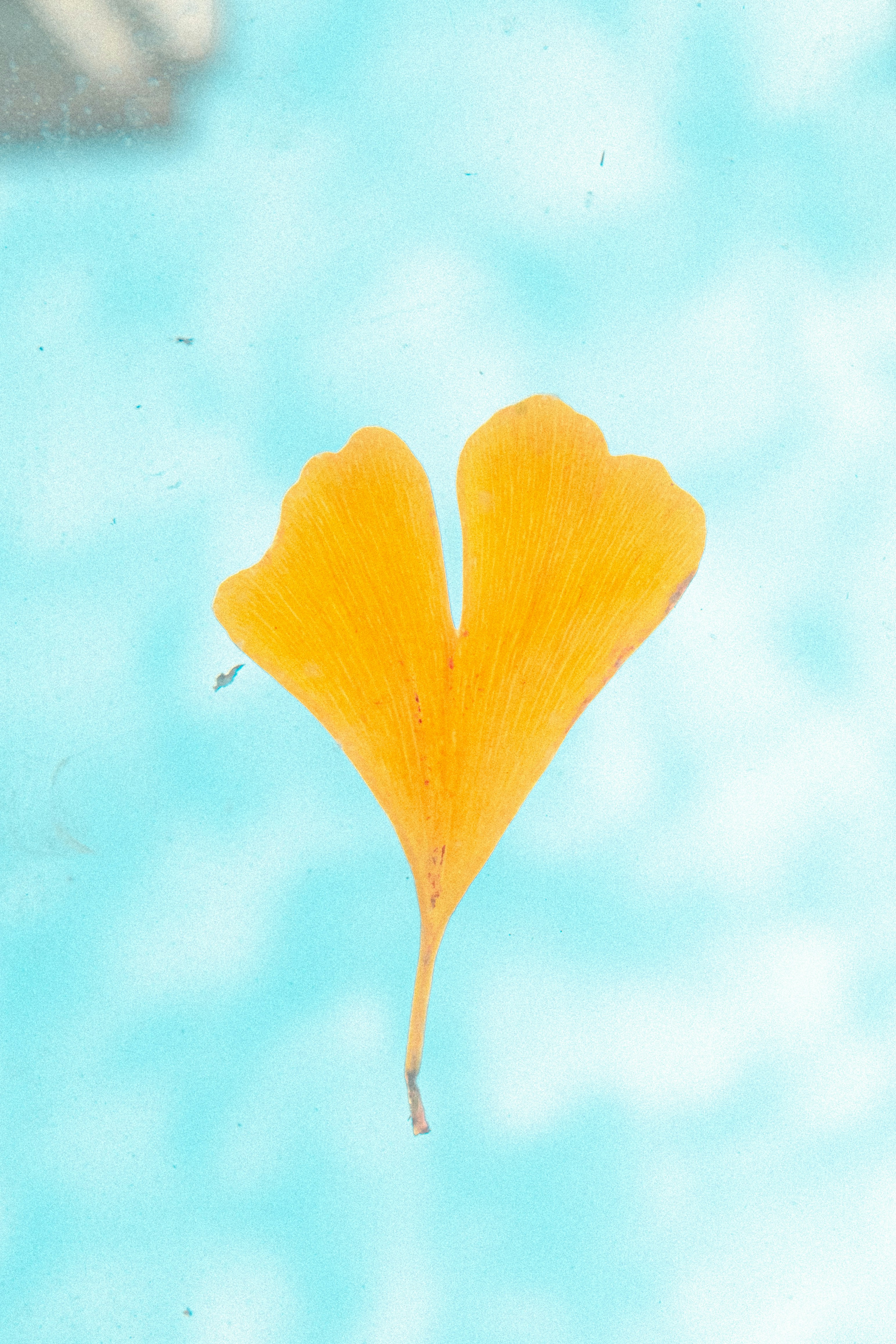 A vibrant ginkgo leaf floats gracefully against a serene blue backdrop, highlighting its unique shape and color. The composition emphasizes the delicate beauty of nature.