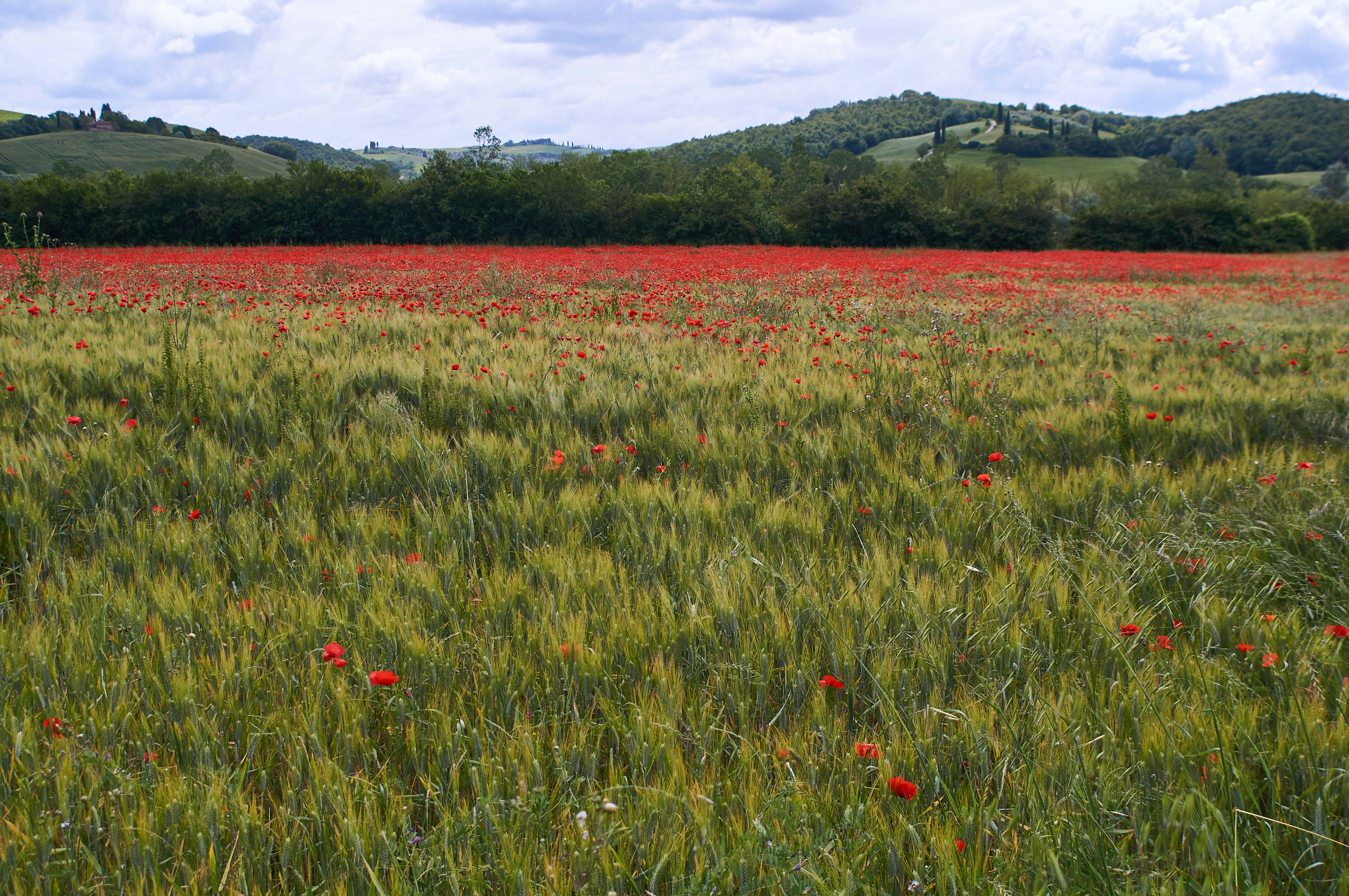Red flower field during daytime photo – Free Green Image on Unsplash