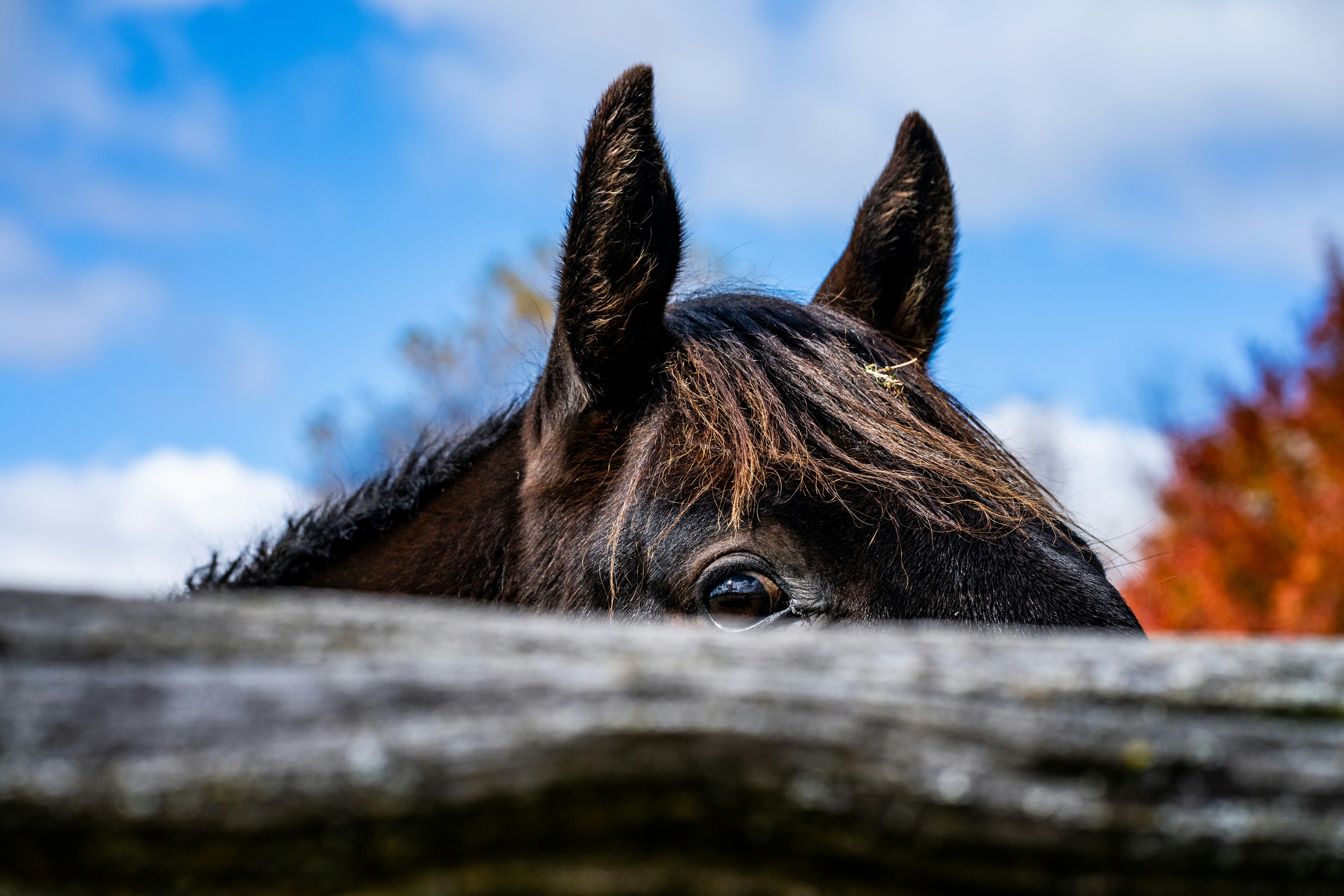 Glimpse Over the Rail: A Horse's Eye in Autumn Light