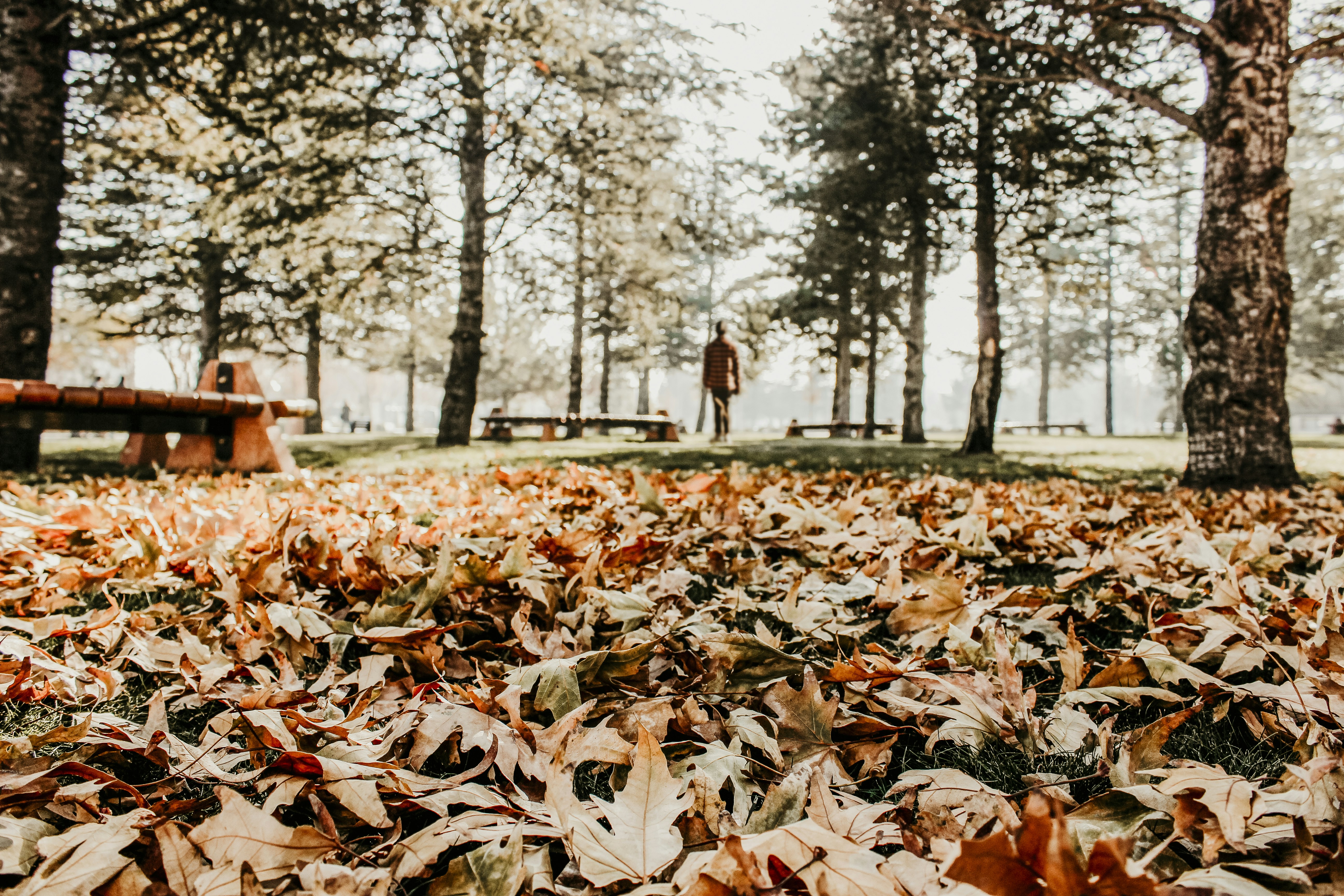 Golden and brown leaves blanket the ground in a serene park, with a solitary figure walking amidst the trees. The soft morning light filters through the branches.