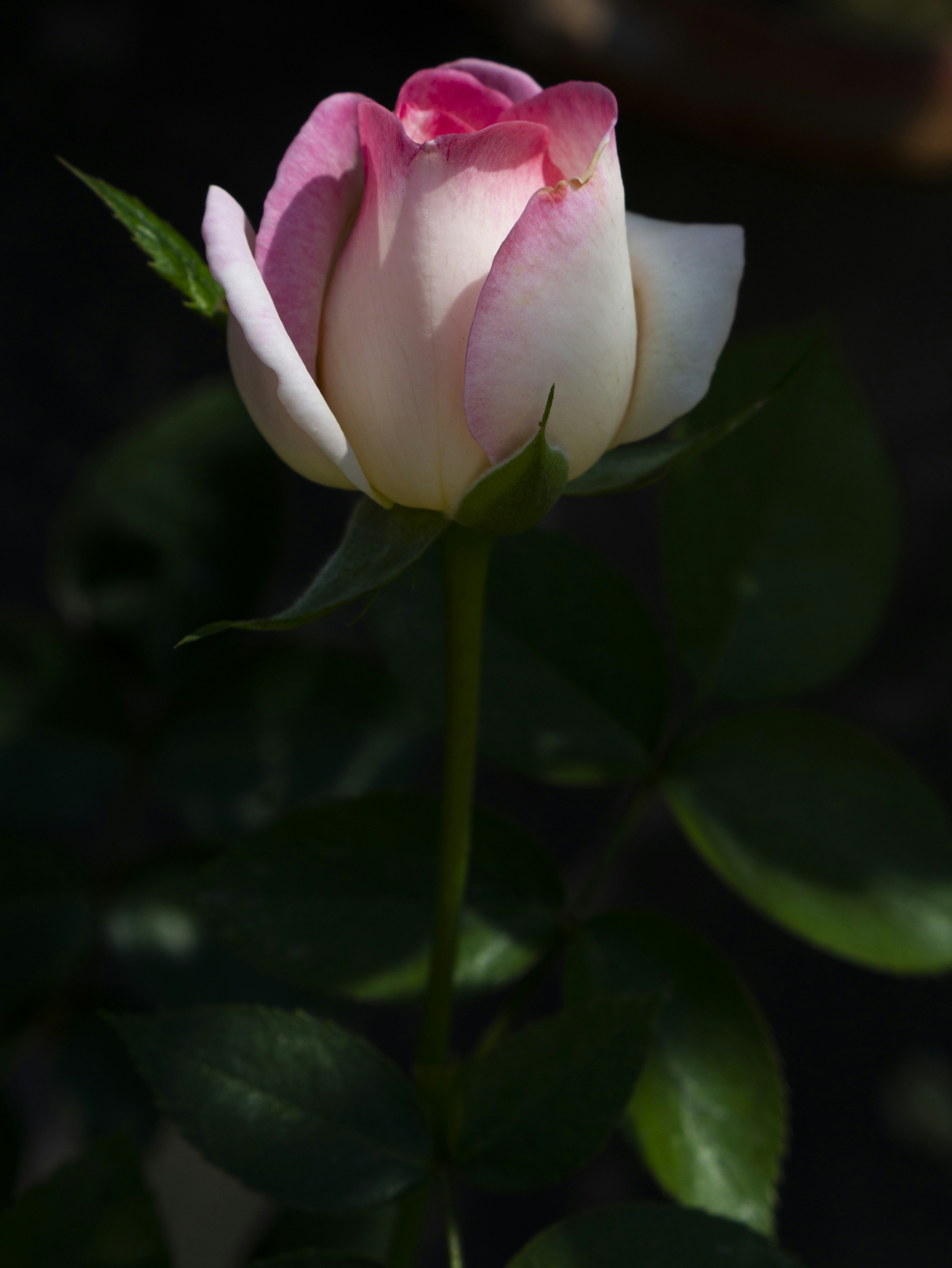 Pink and white rose in bloom photo – Free Flower Image on Unsplash