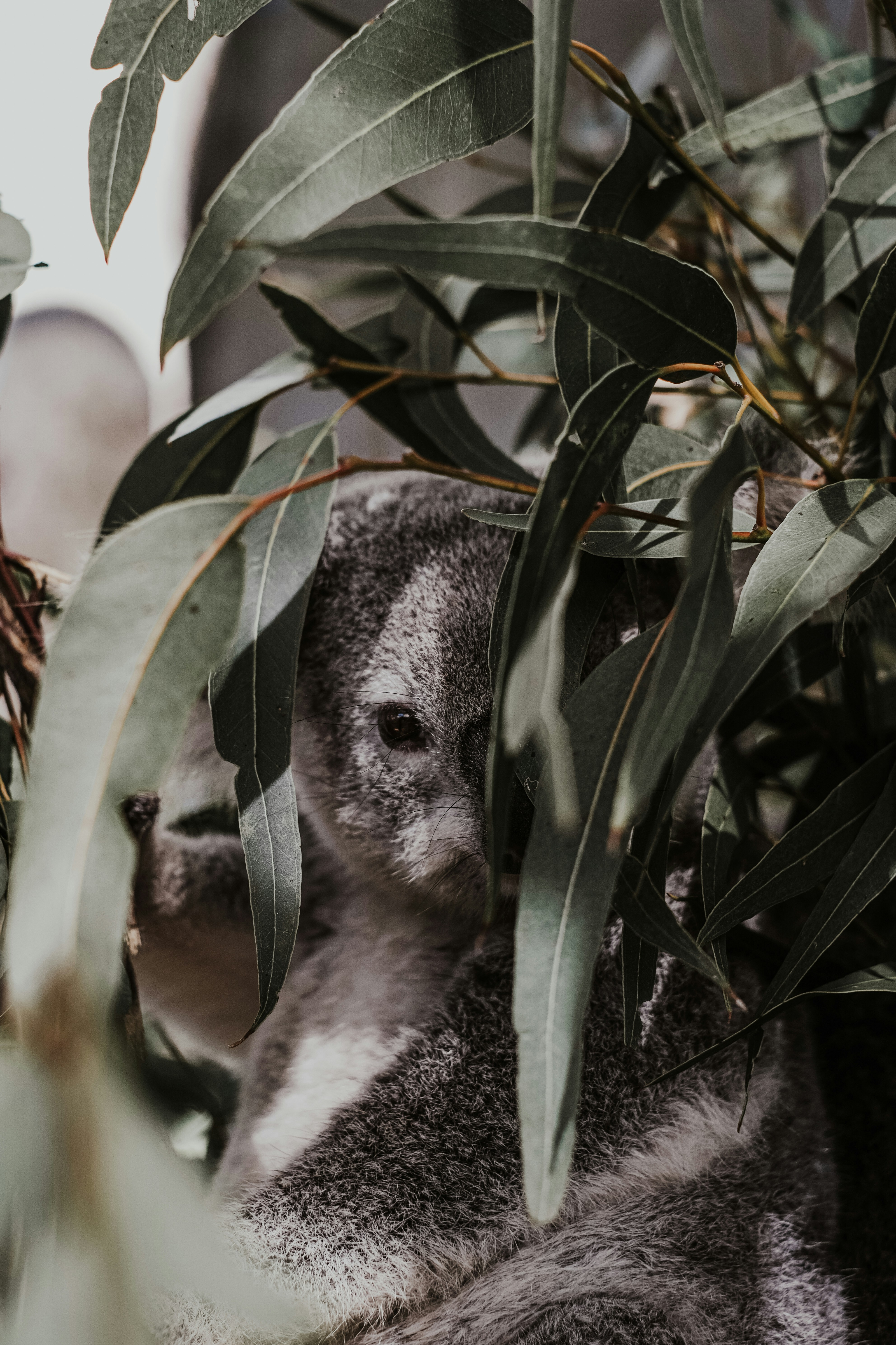 Koala Gaze Through a Veil of Eucalyptus Leaves