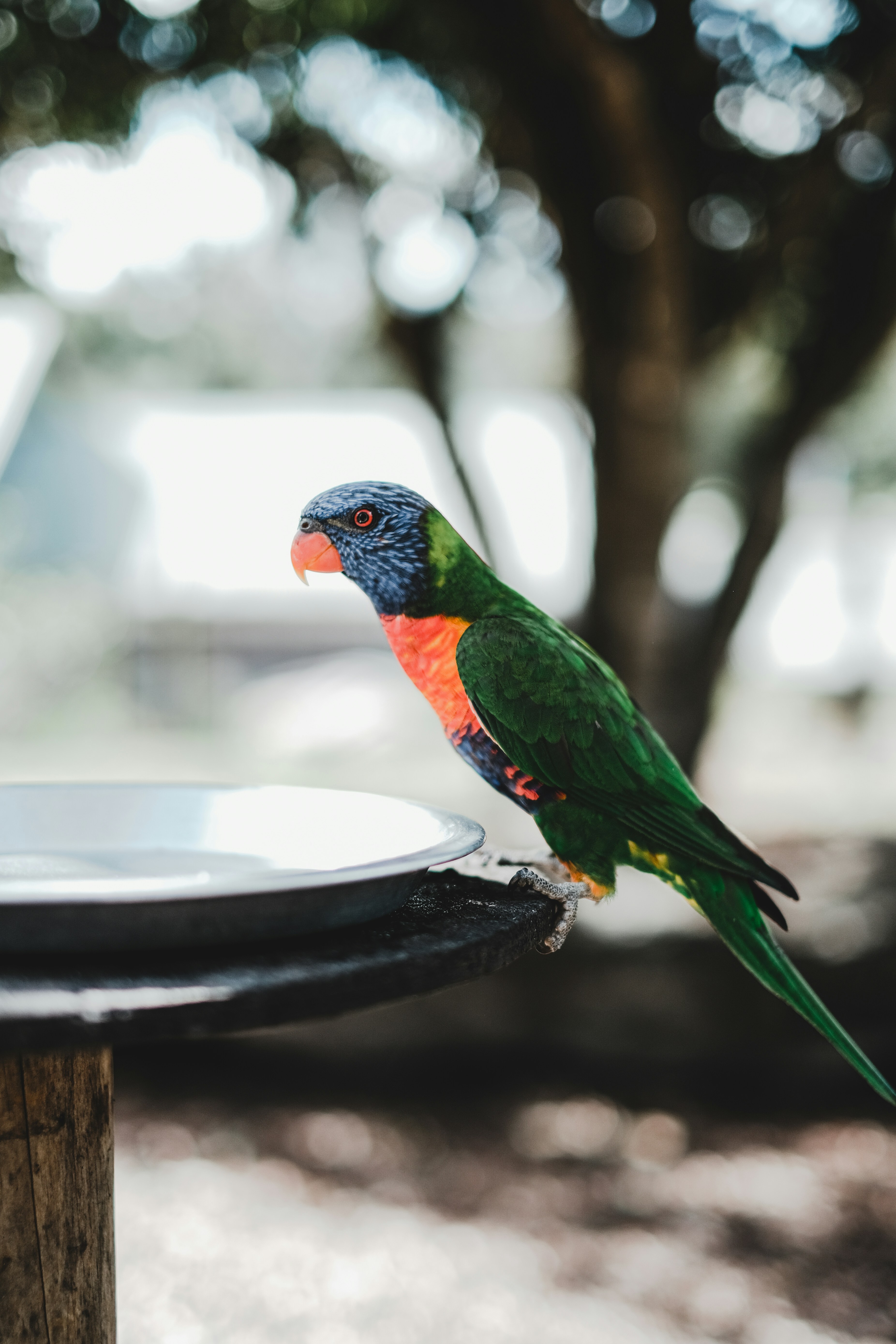 Rainbow Lorikeet Perches by a Shallow Plate in Dappled Light
