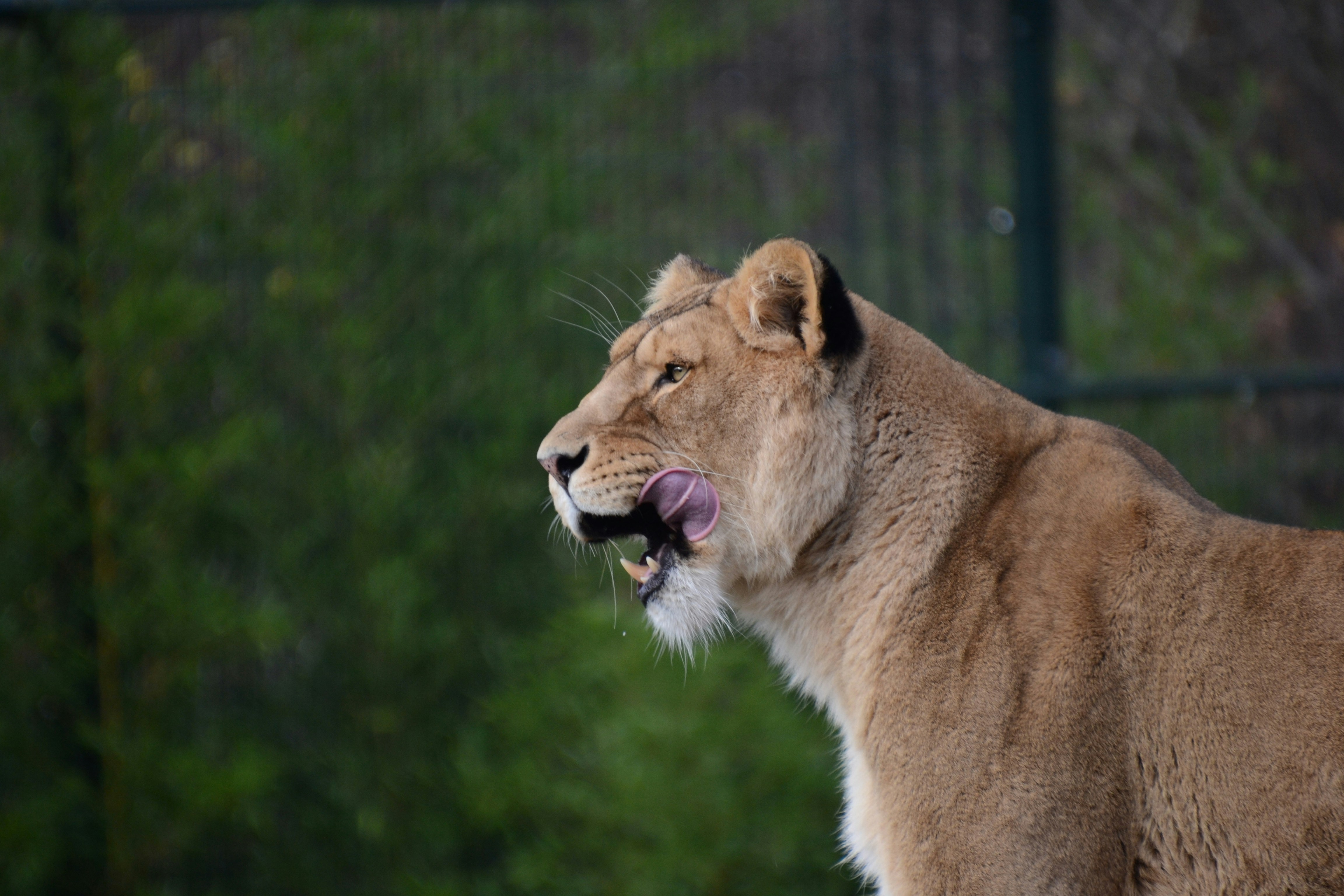 A lioness with a curious expression, licking her lips, stands against a blurred green background, showcasing her majestic profile.