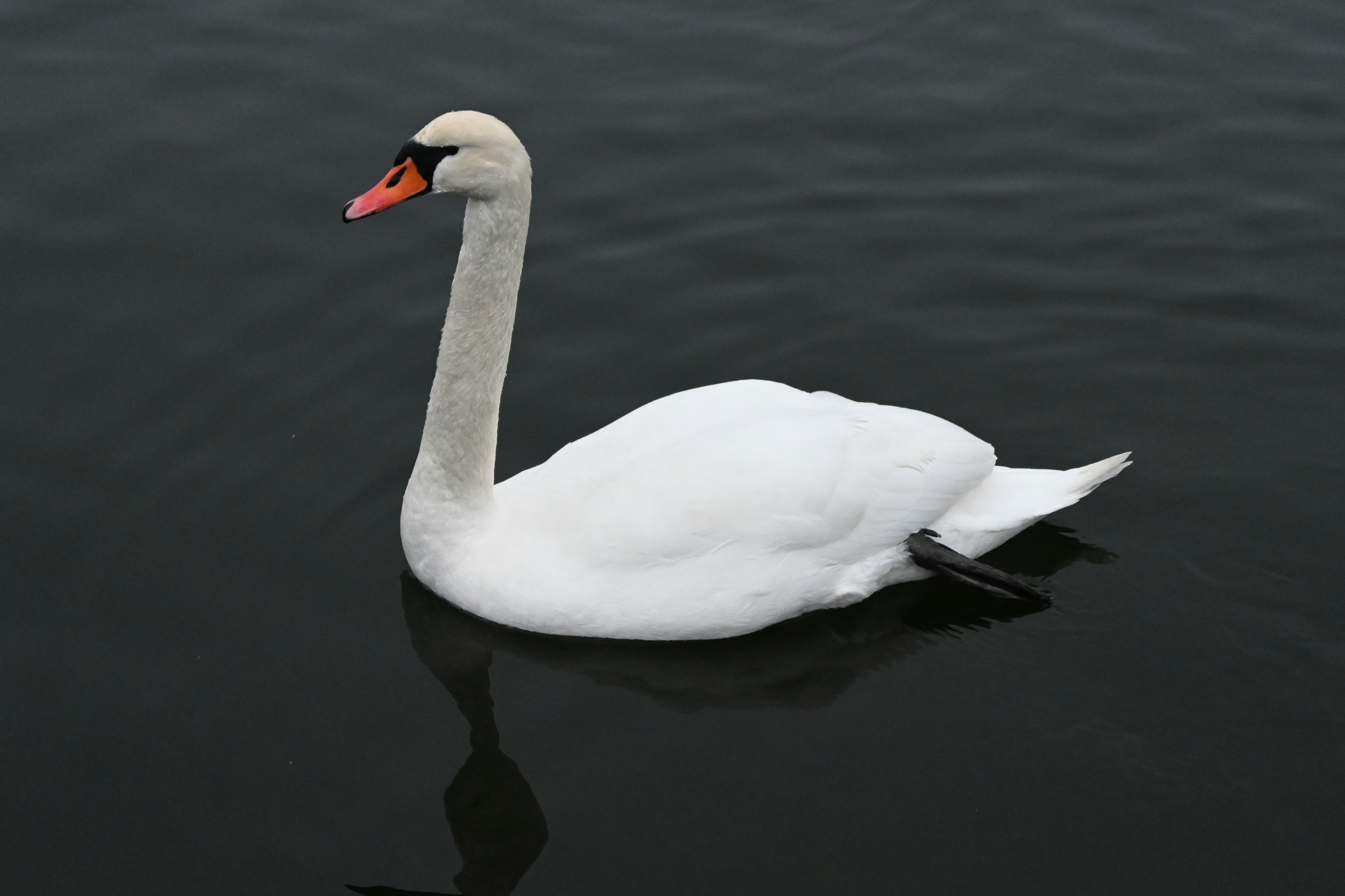 Swan
