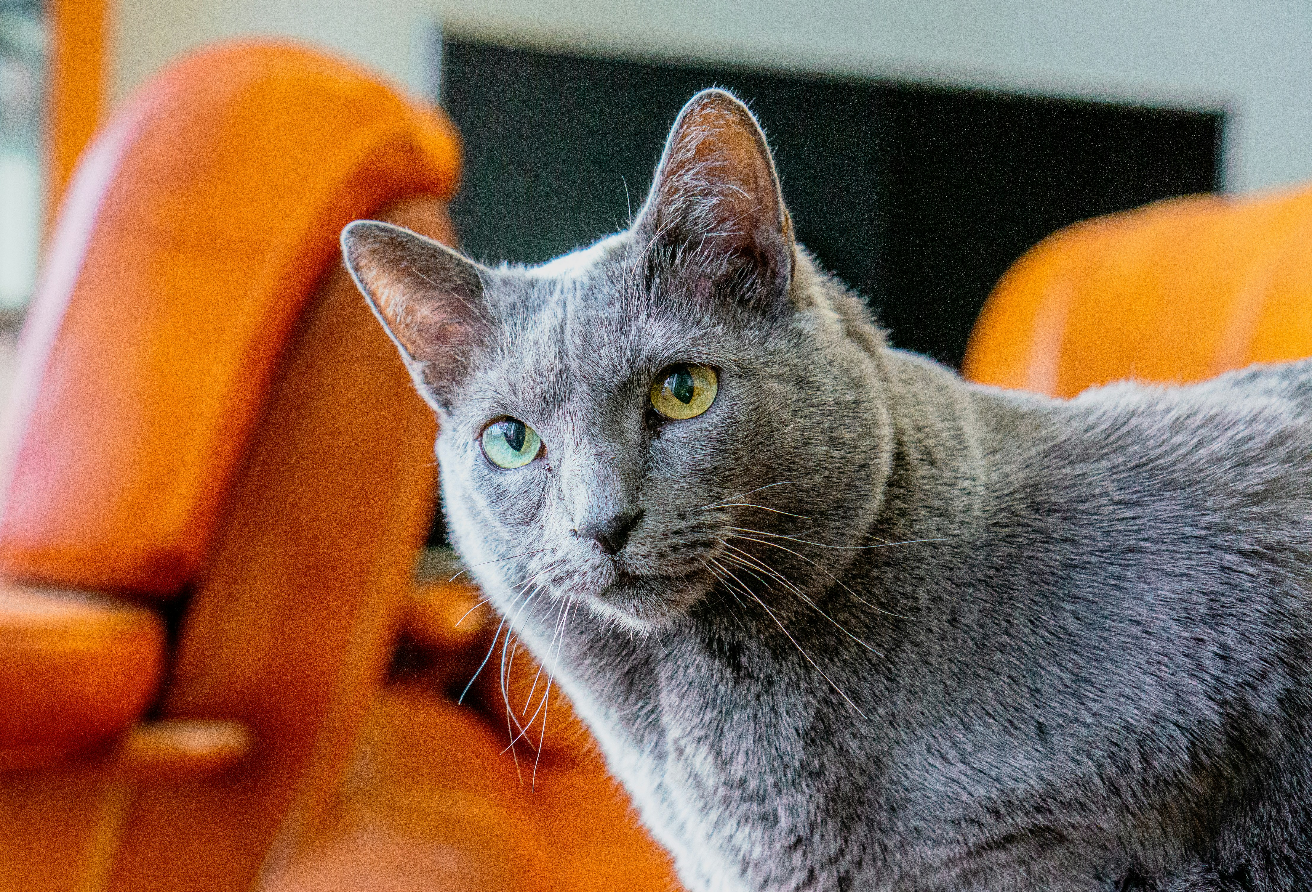 Russian blue cat on orange textile photo – Free Animal Image on Unsplash