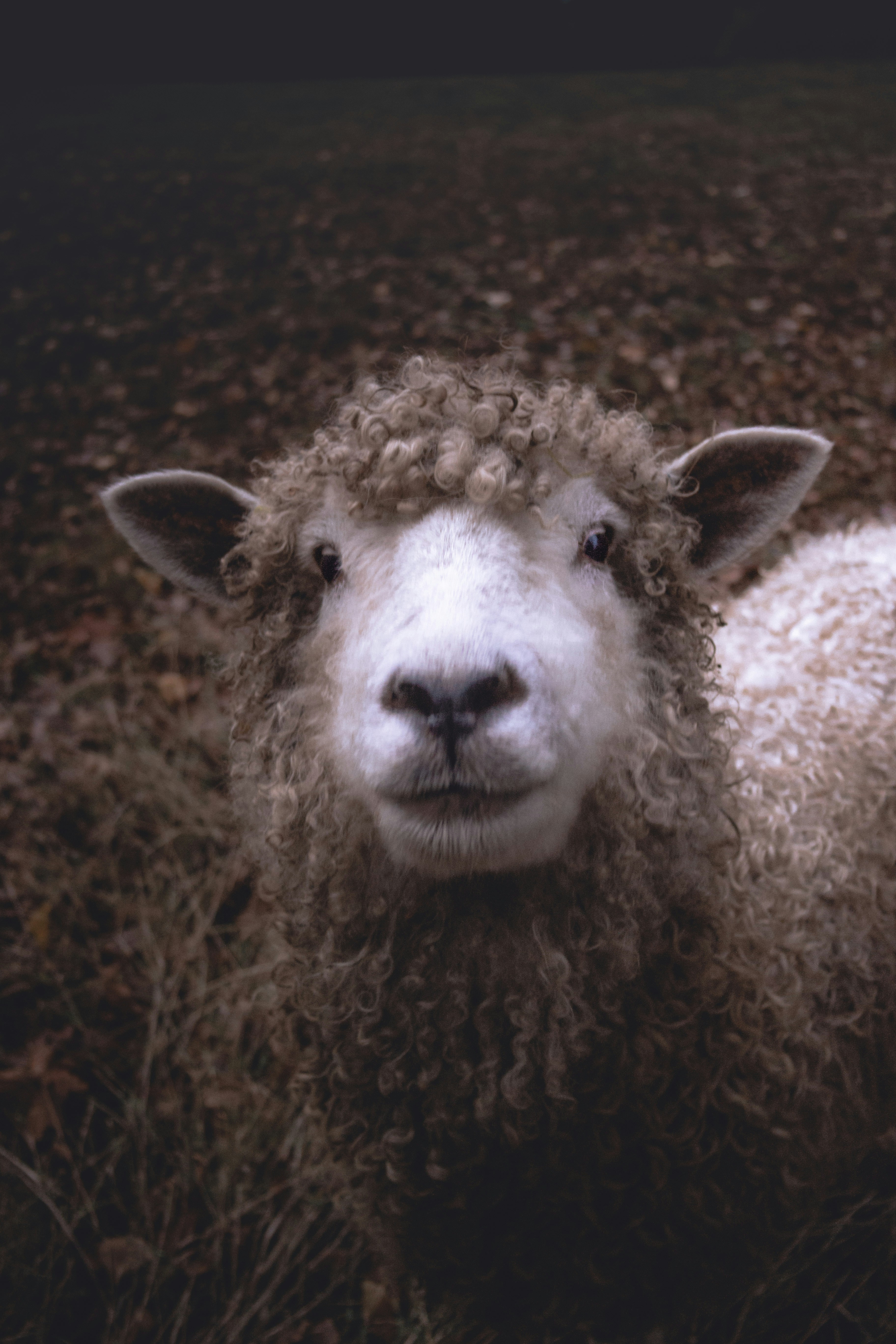 Close-up portrait of a curly-haired sheep facing the camera in a dim pasture. Moody lighting emphasizes wool texture and the animal’s calm expression against a dark background.
