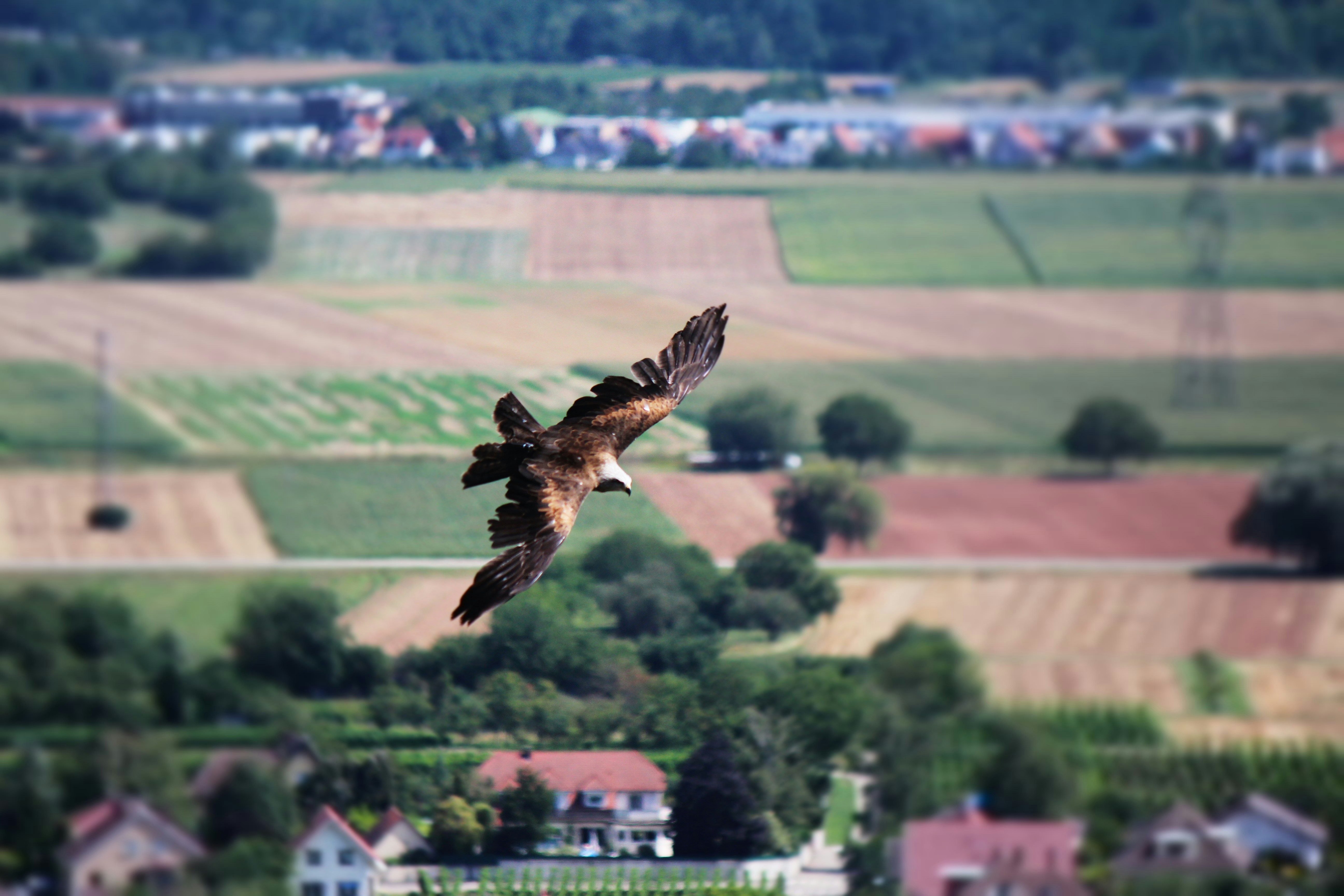 A soaring bird of prey glides gracefully above a patchwork of farmland, showcasing the beauty of nature and wildlife in harmony with the landscape.