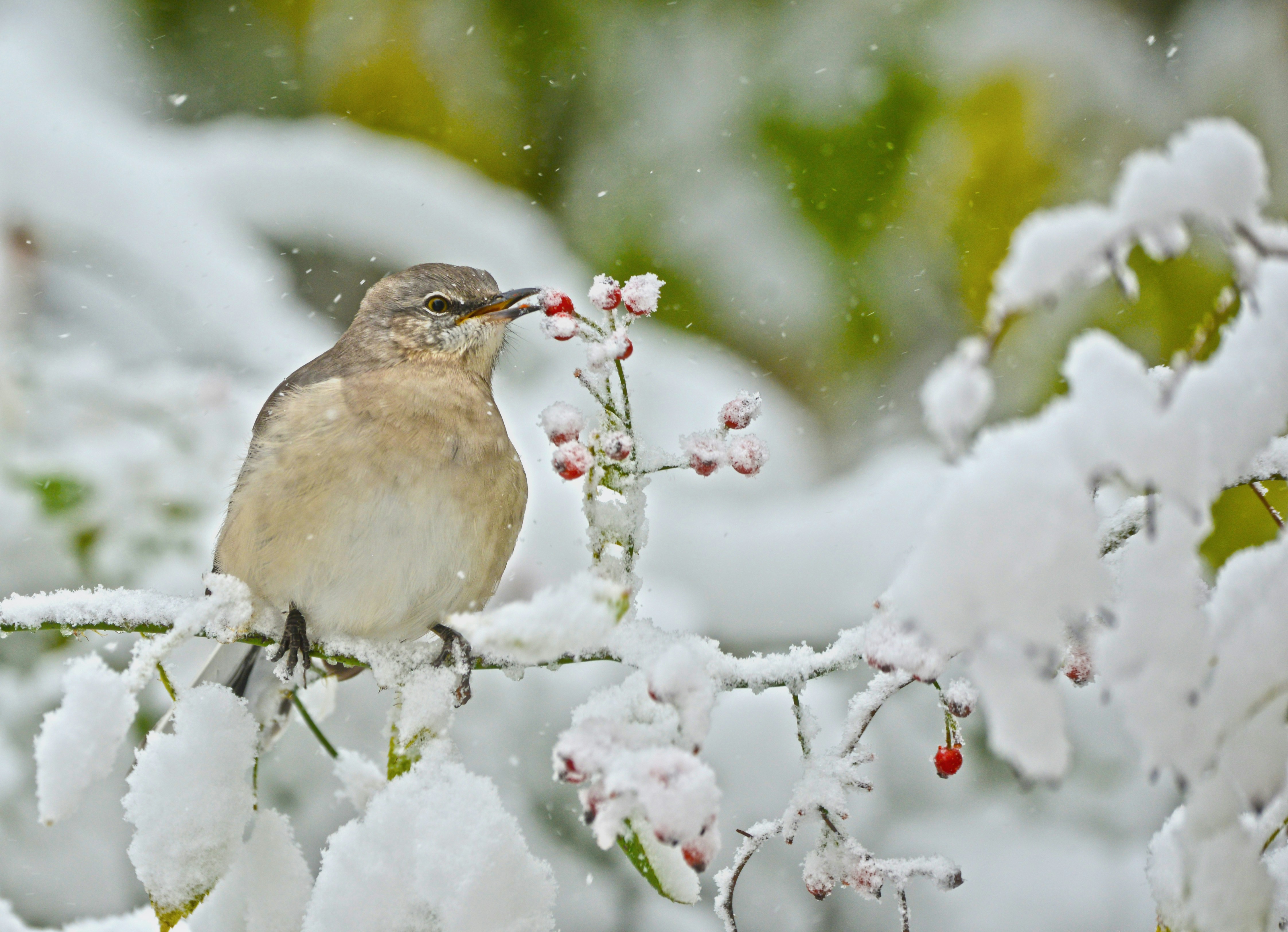 A bird perched on a snow-covered branch, delicately picking berries amidst a snowy landscape.