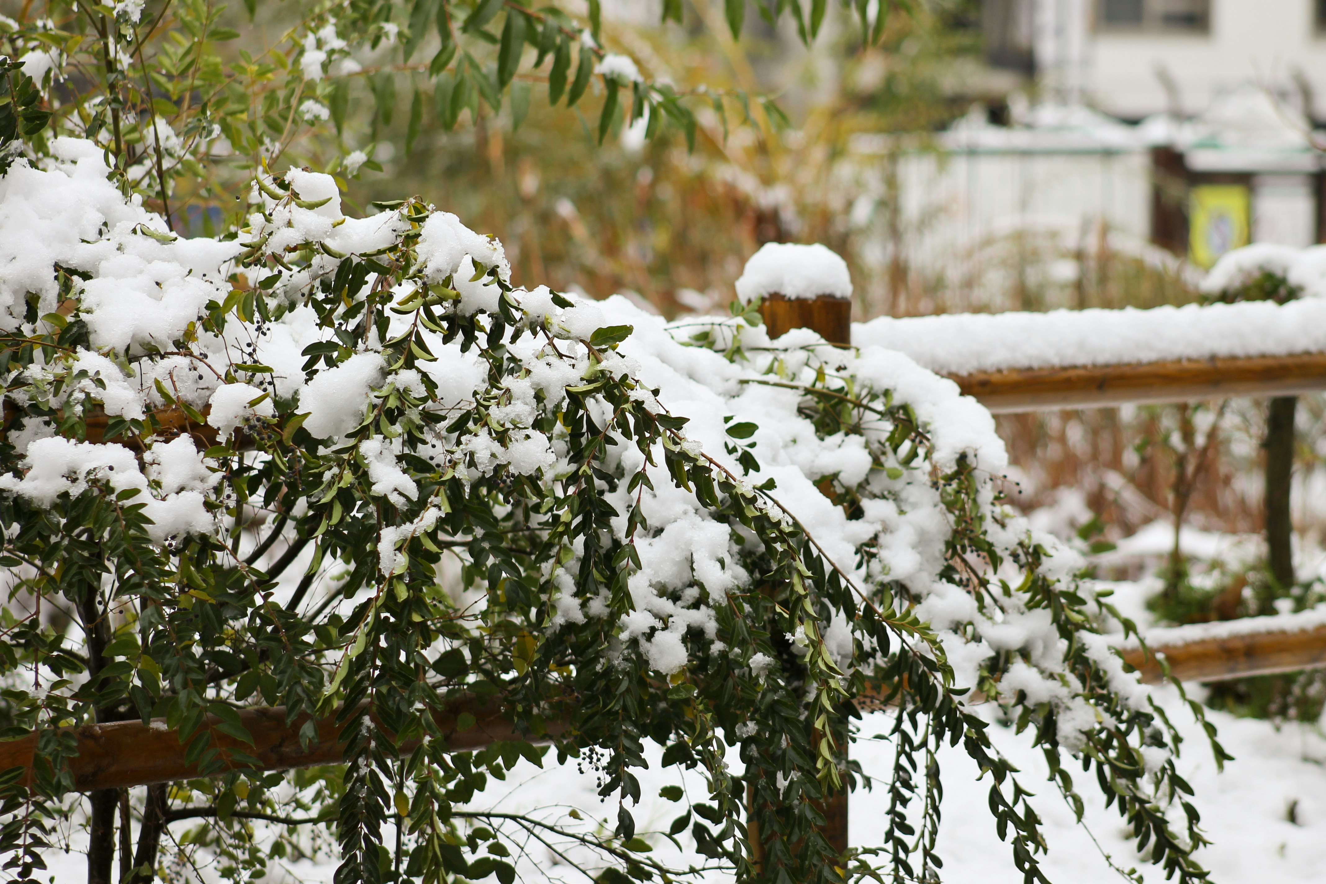 Snow-Laden Greens Framing a Quiet Winter Railing