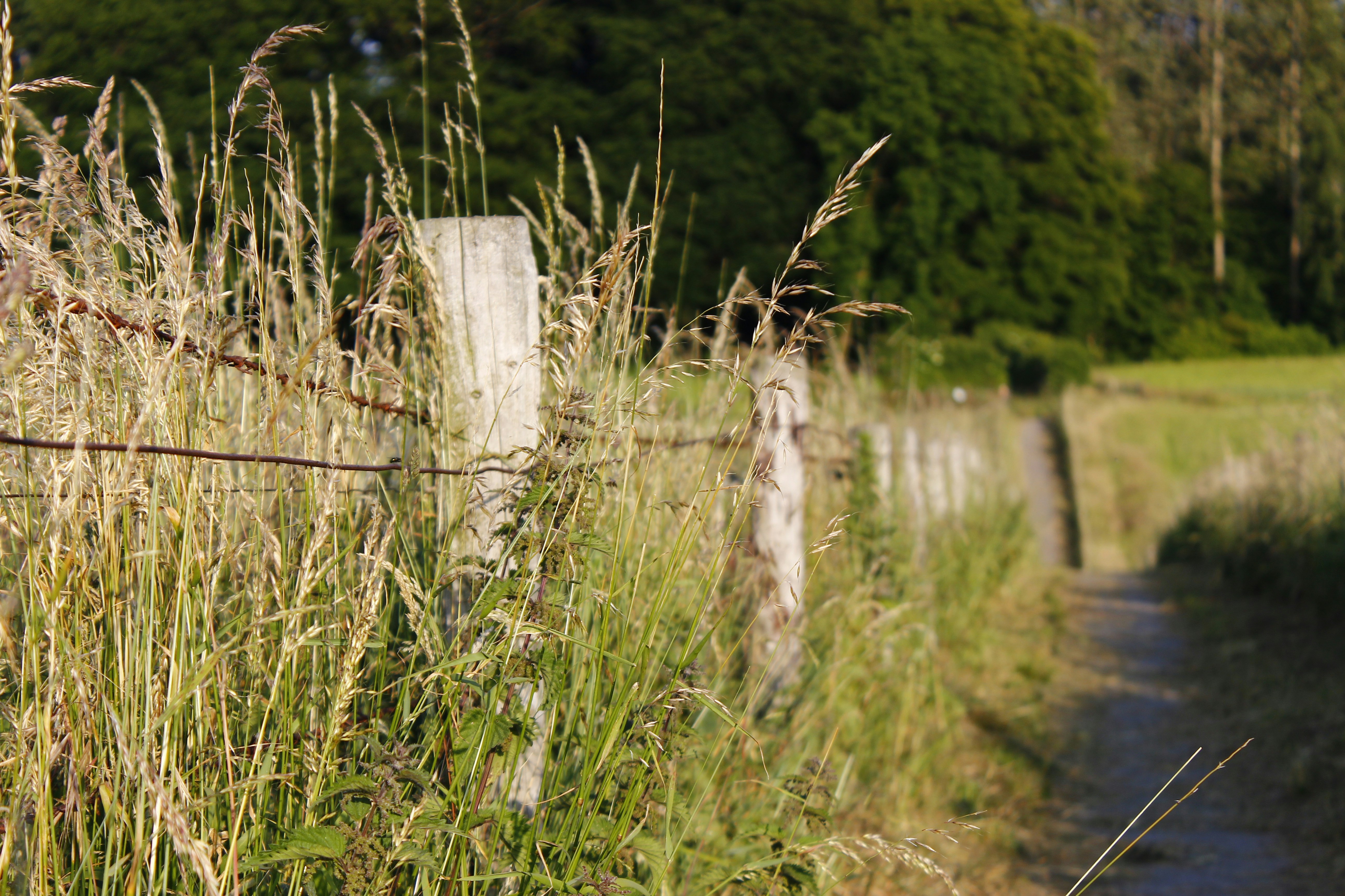 White wooden fence lined with tall grass beside a narrow path, with dense green trees in the background.
