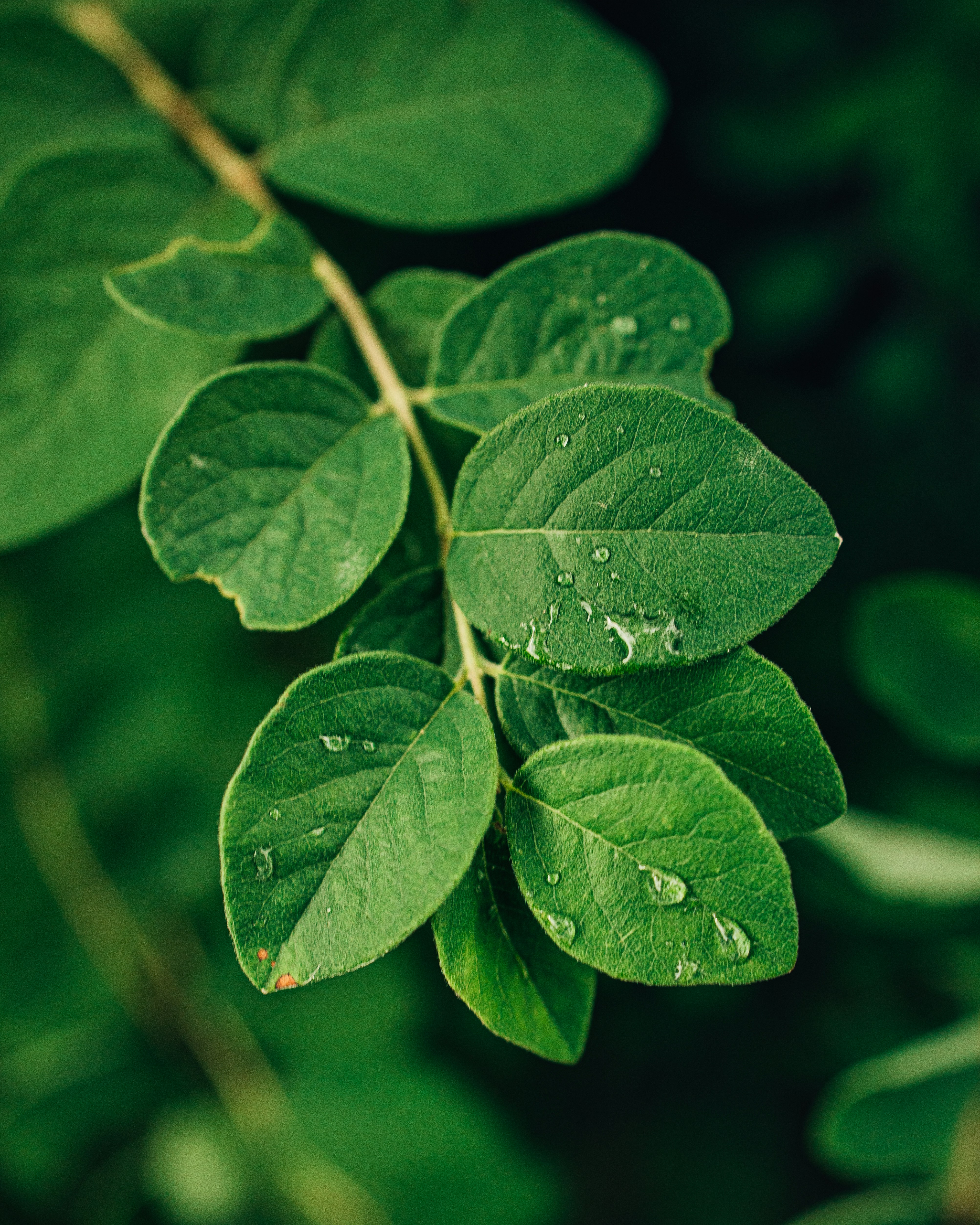 Close-up of lush green leaves adorned with water droplets, showcasing intricate textures and vibrant hues.