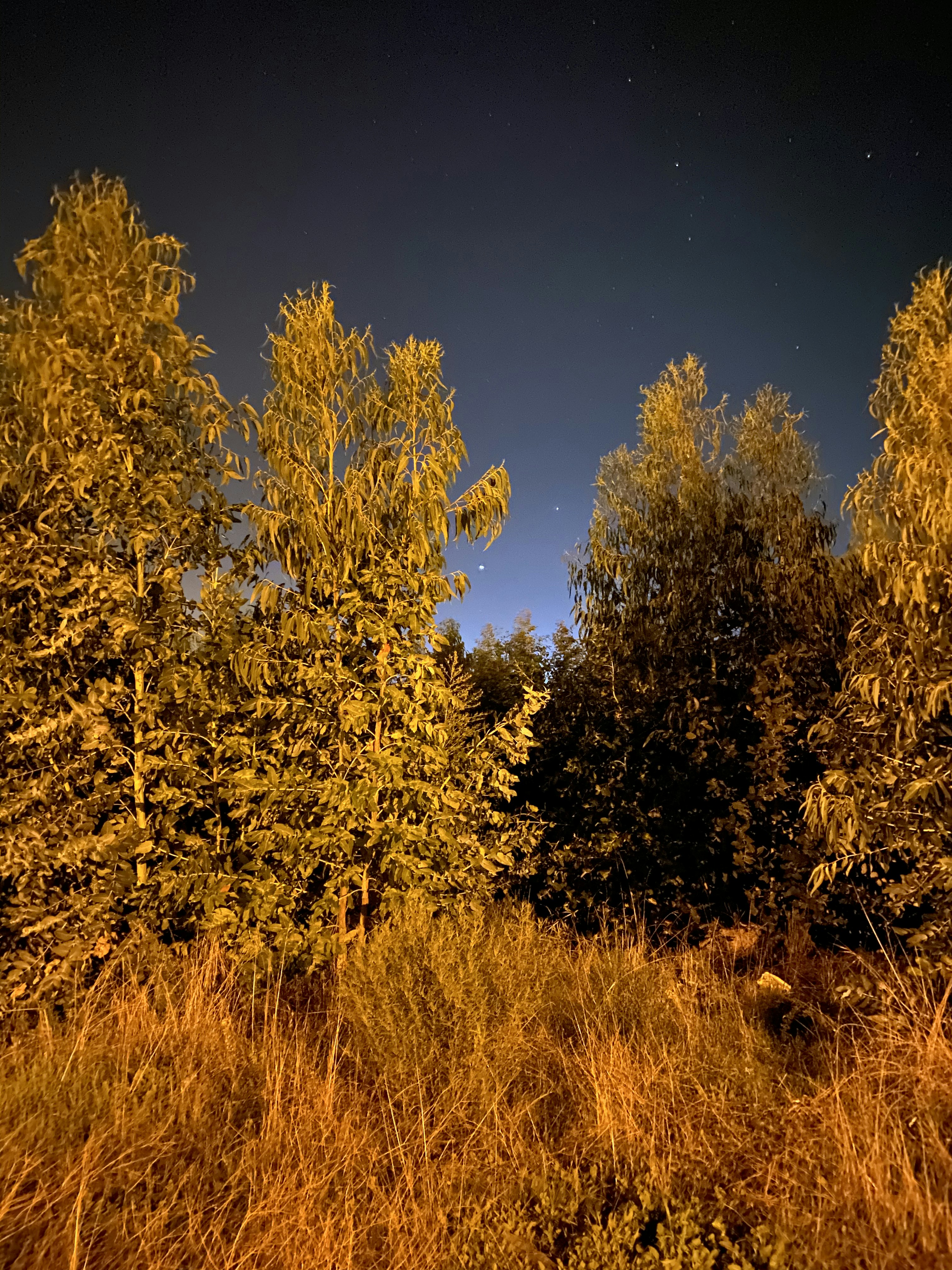 Auric Night Canopy: Golden Trees Beneath a Starry Sky