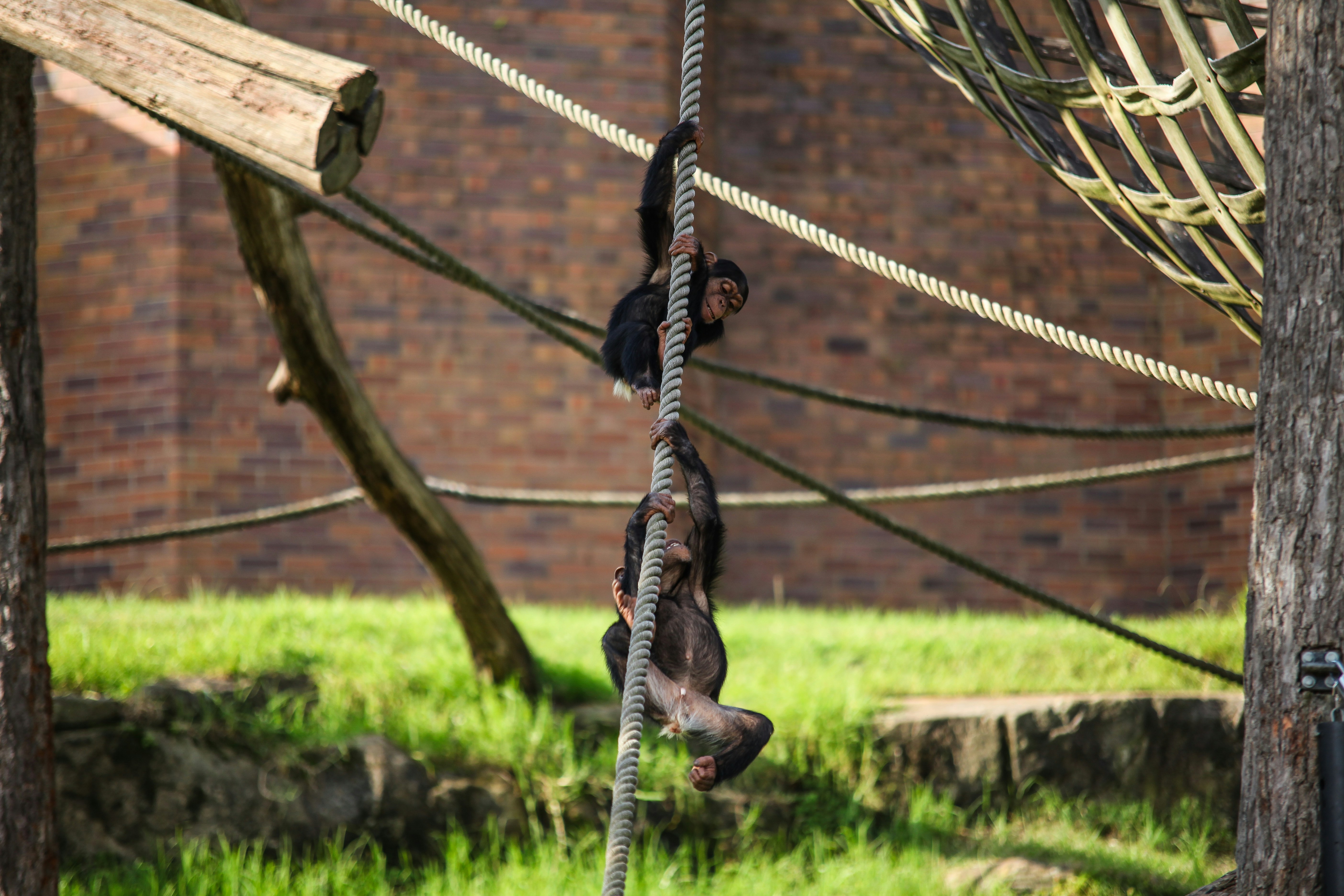 black and white bird on brown rope