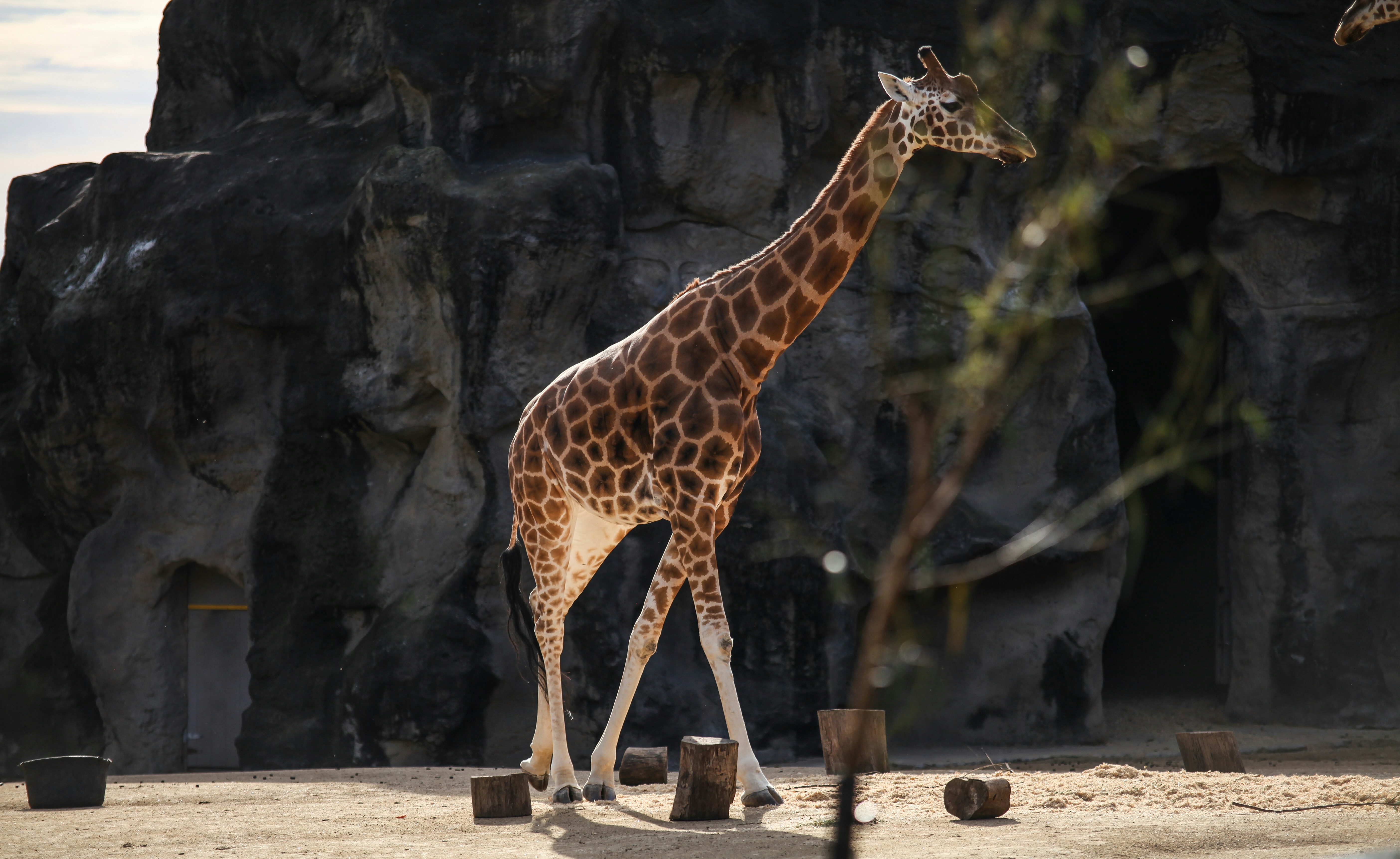 Giraffe on a sunlit stage: calm presence before rocky backdrop