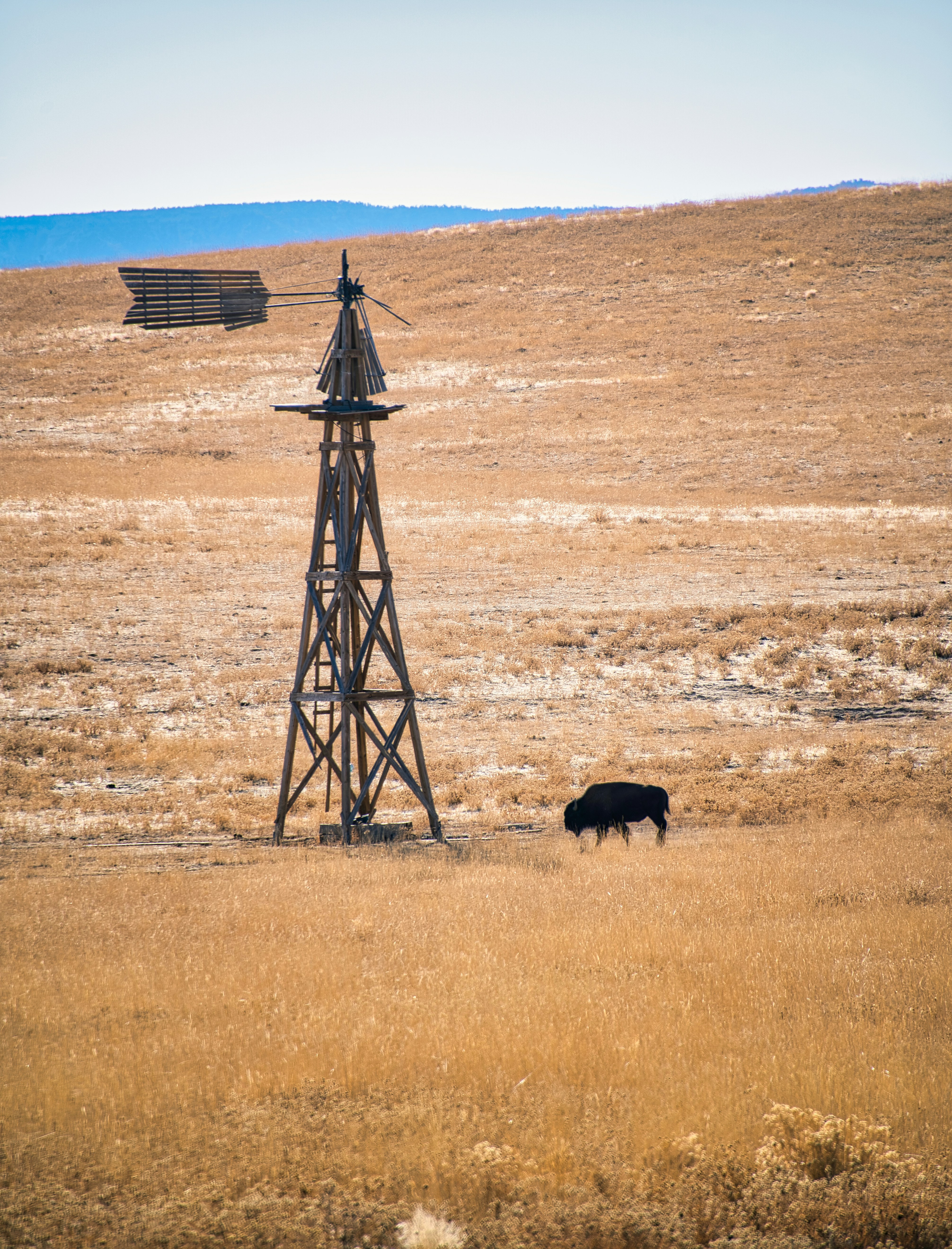 Lone buffalo next to a windmill in a field. 