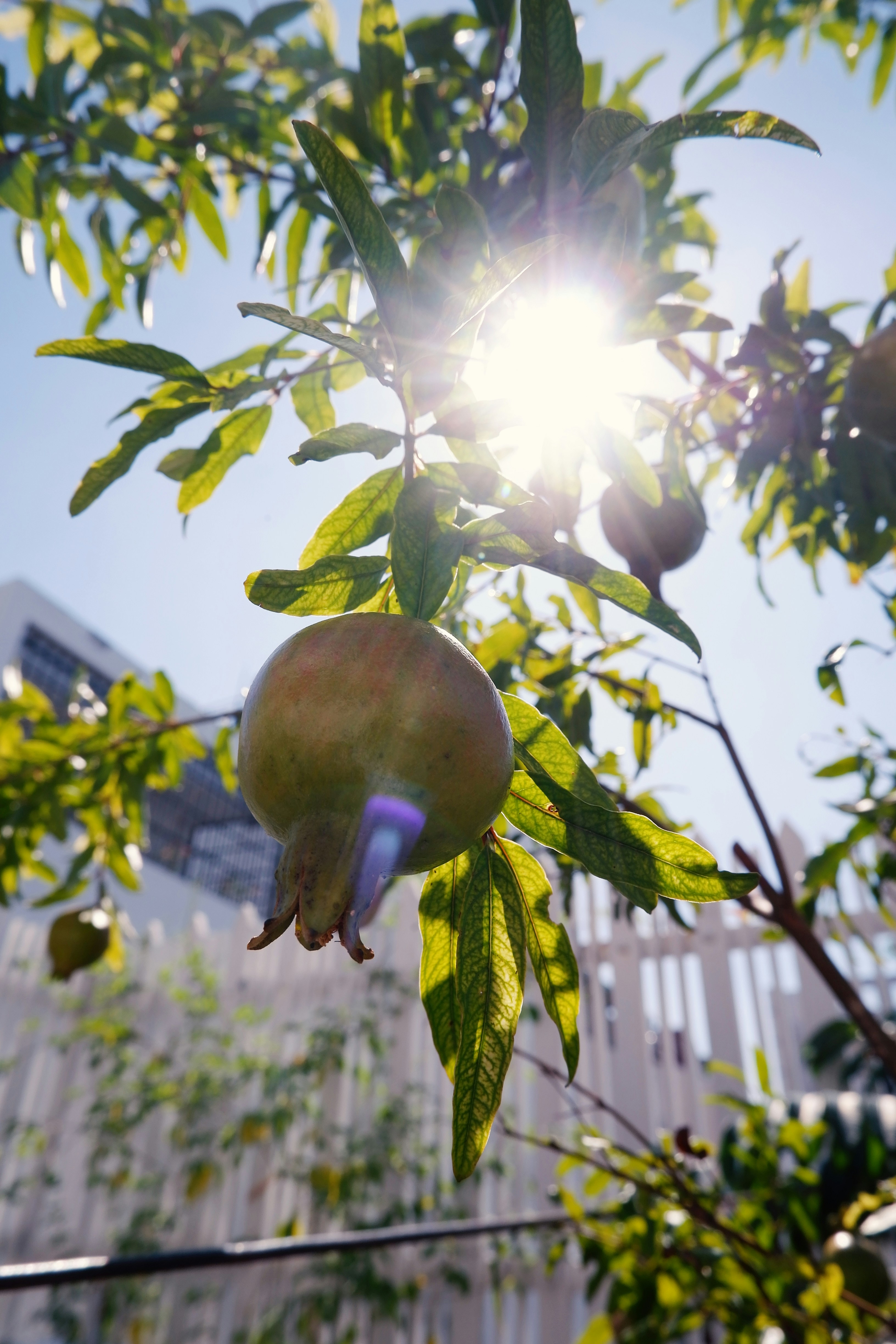 Backlit Pomegranate Framed by Urban Garden Greens
