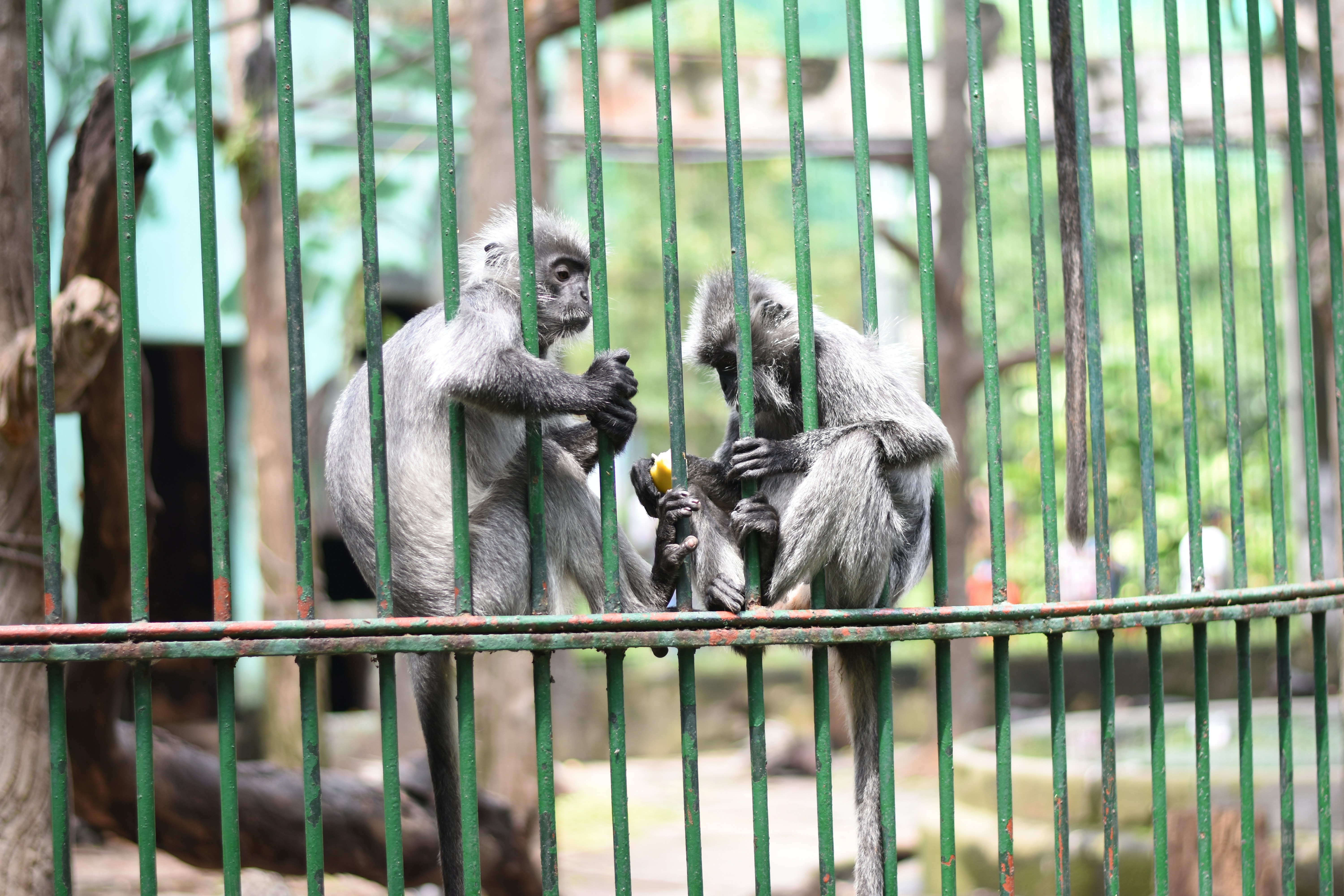 monkey sitting on brown wooden fence during daytime