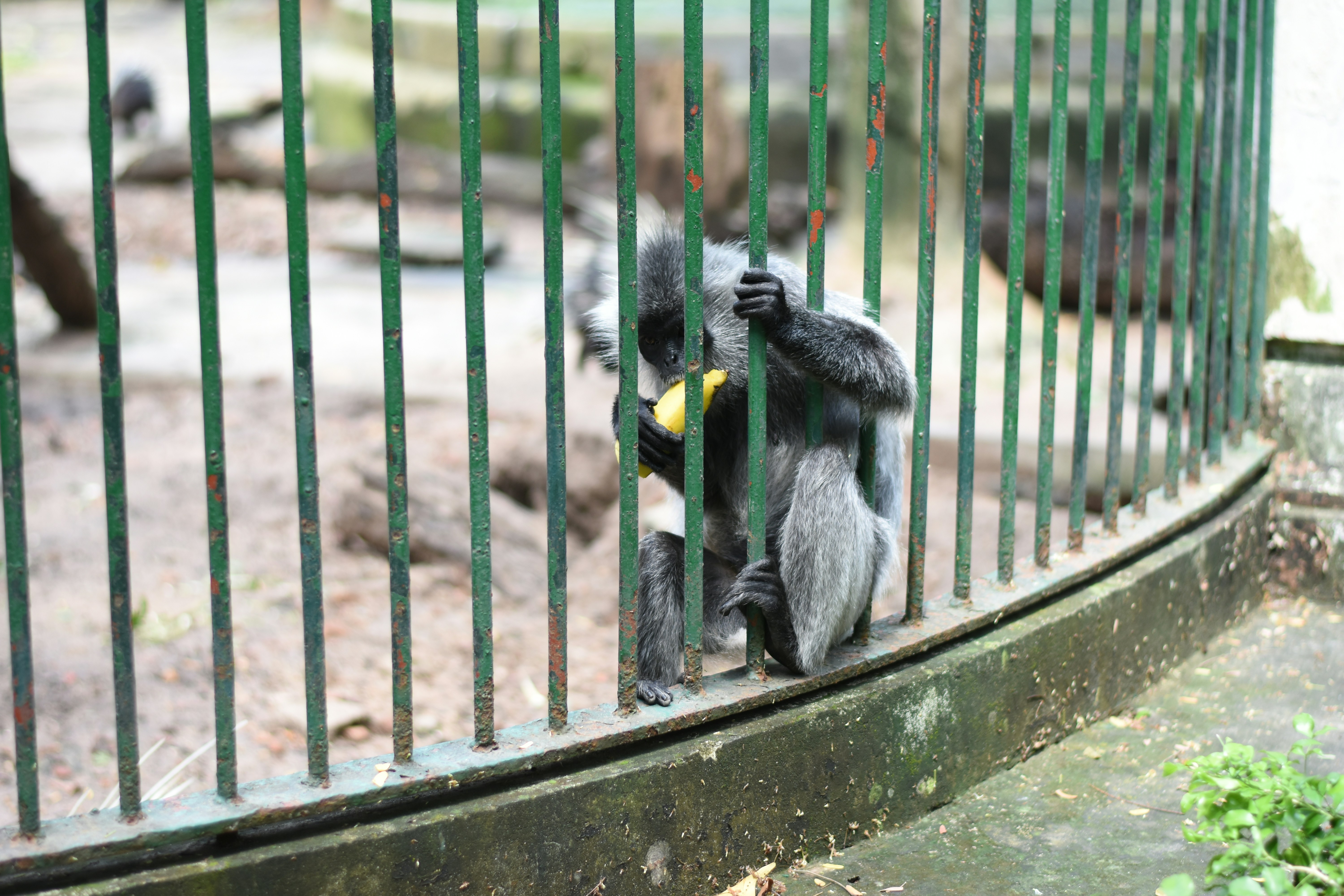 A young monkey clings to the bars of its enclosure while nibbling on a piece of fruit, showcasing a poignant moment in captivity.