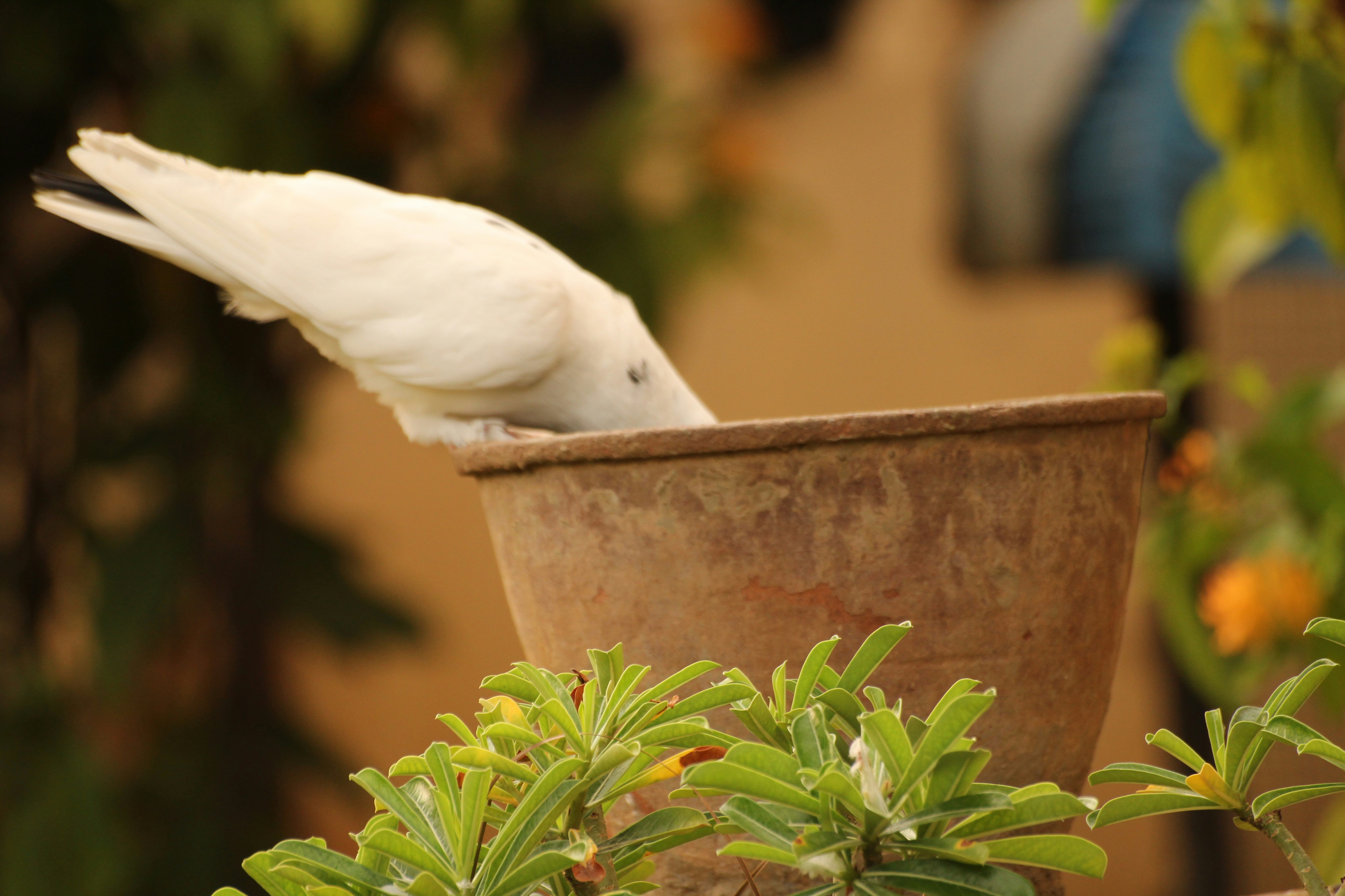 A white bird intently peering into a clay pot surrounded by lush green foliage.