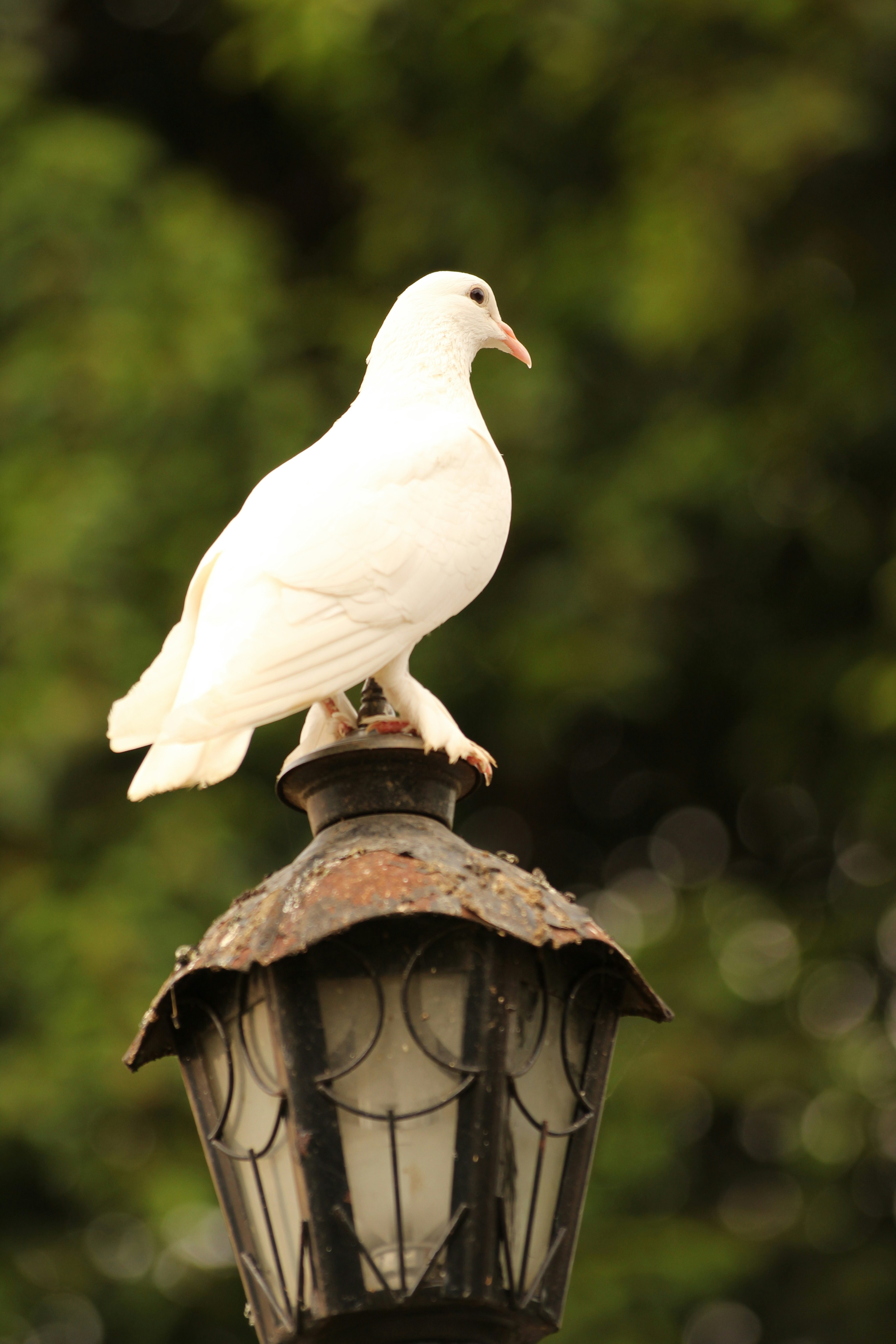 White Dove Perched on a Rusted Lantern Amid Lush Green Bokeh