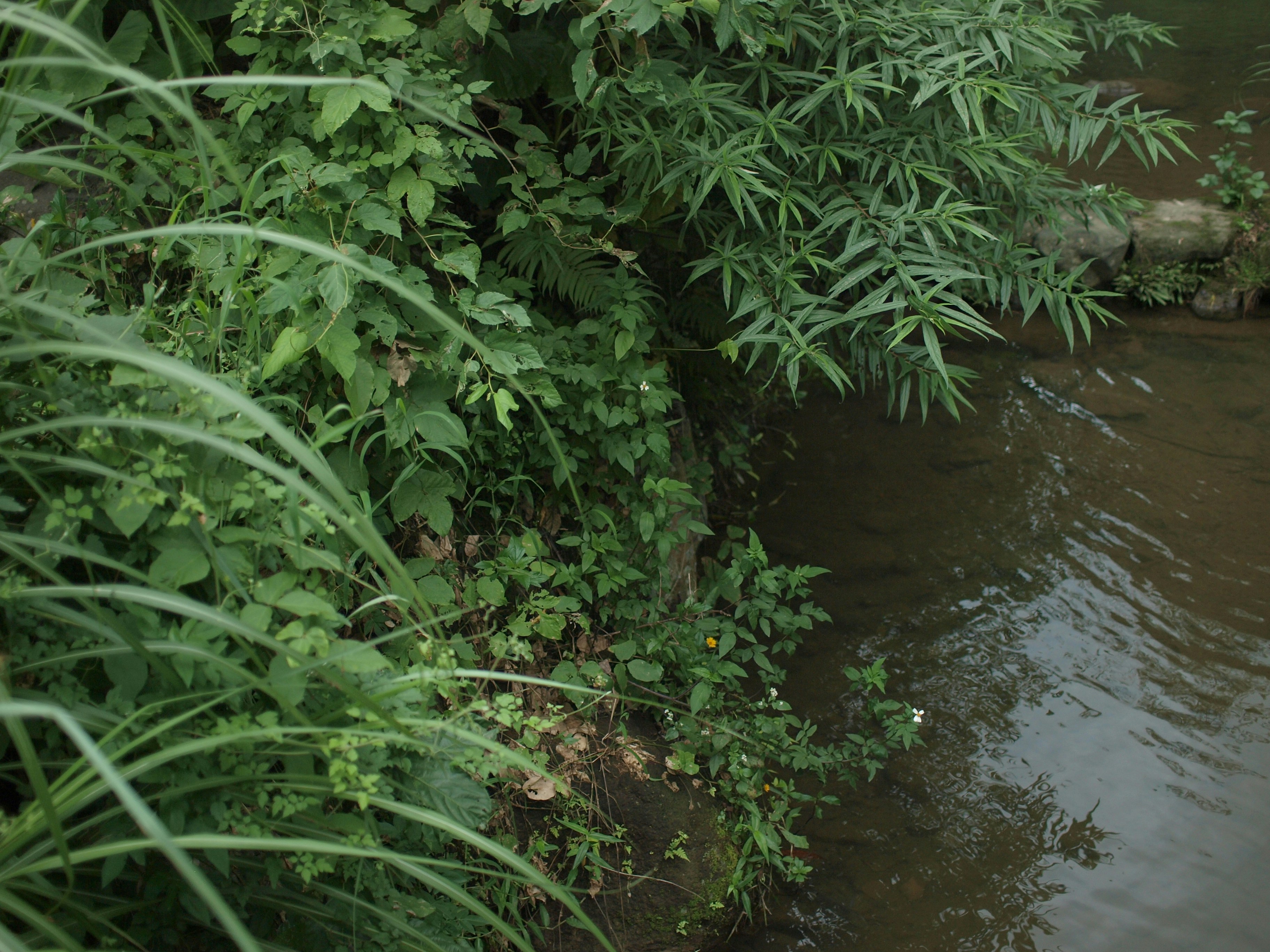 Lush greenery envelops a tranquil stream, with vibrant leaves and soft grass framing the water's edge. The scene invites a moment of peaceful reflection.