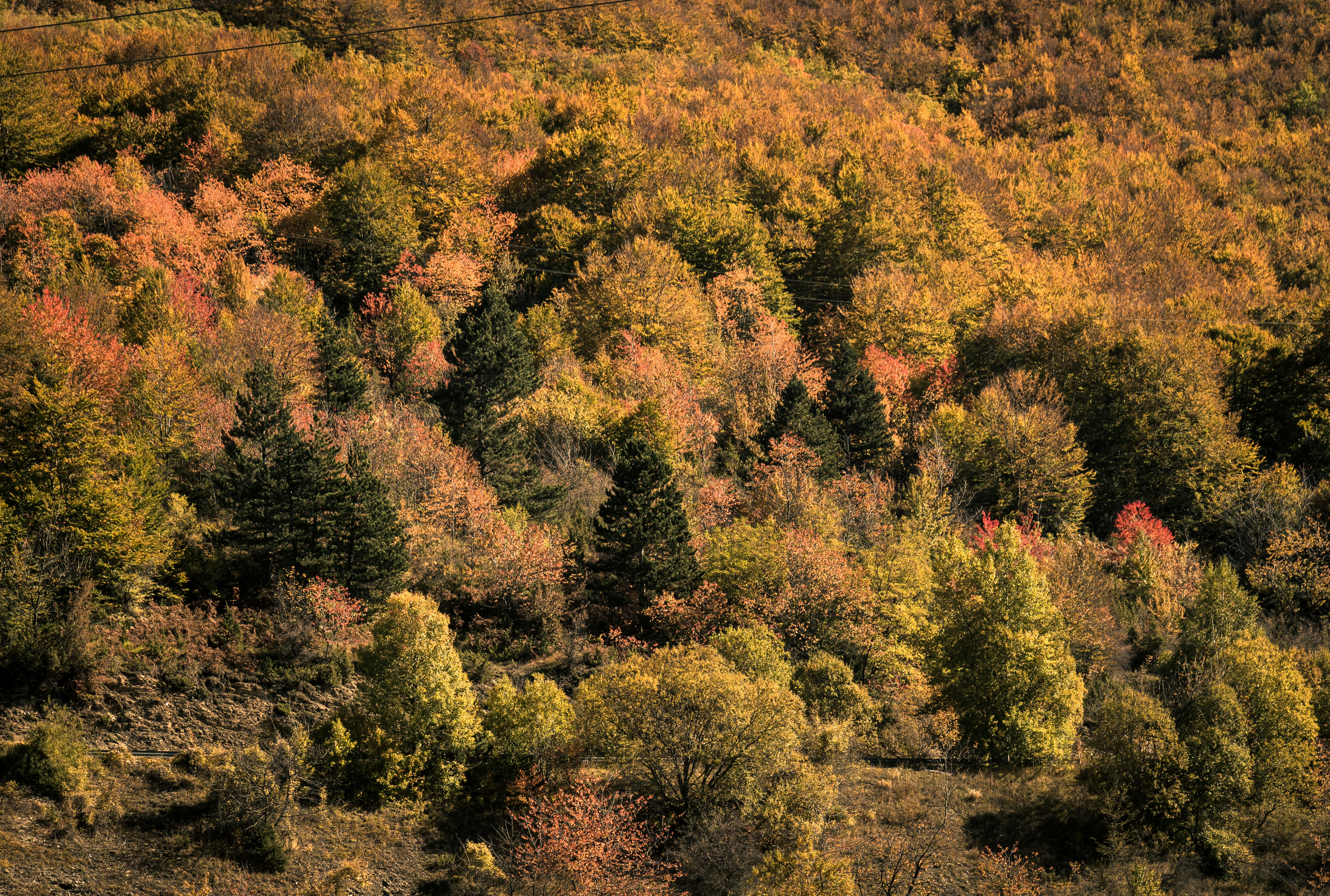 Landscape shot of a mix of deciduous and coniferous forest in autumnKristijan Arsov