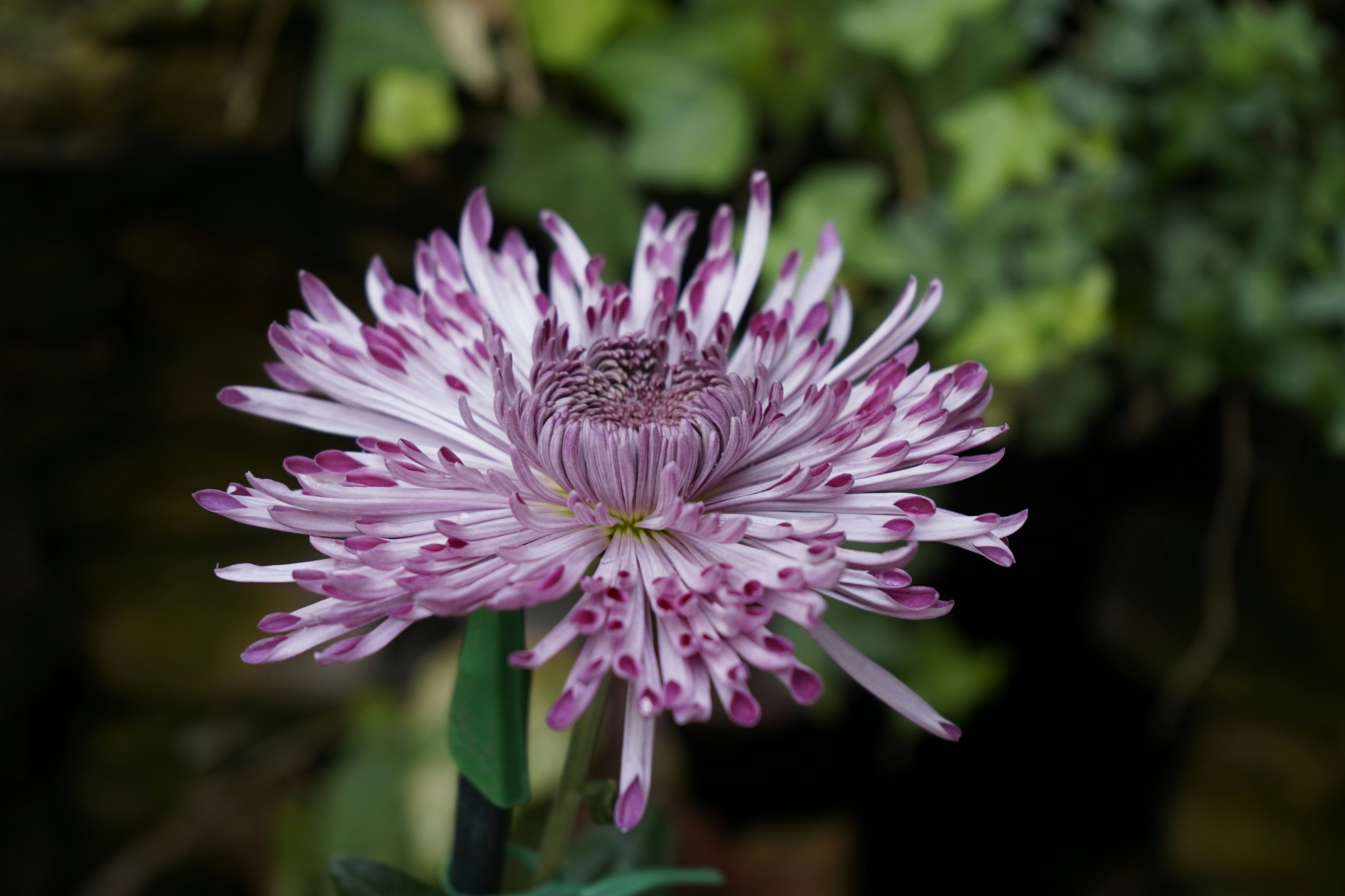 500+ Chrysanthemum Pictures | Download Free Images on Unsplash