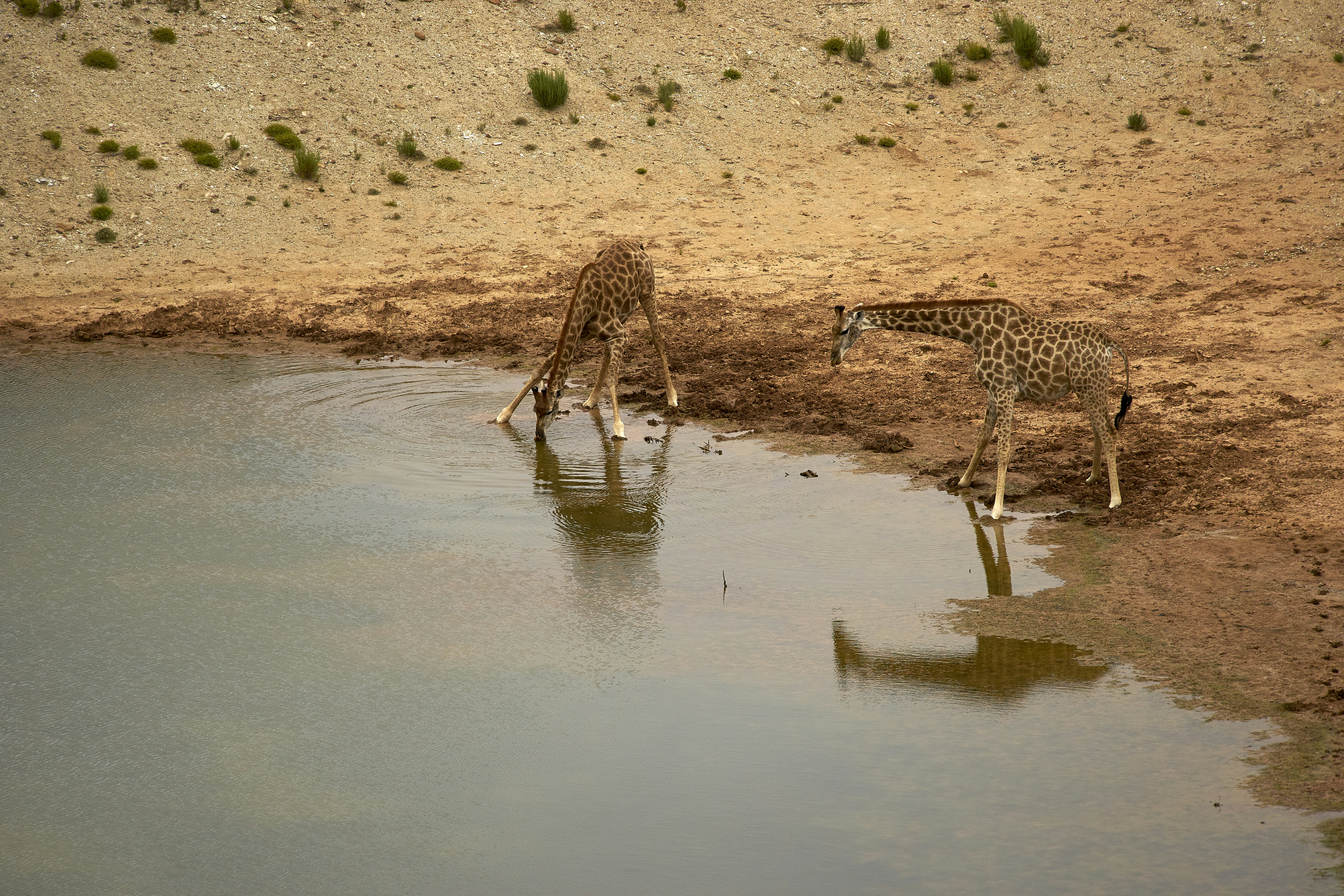 Giraffe Drinking Water Gif