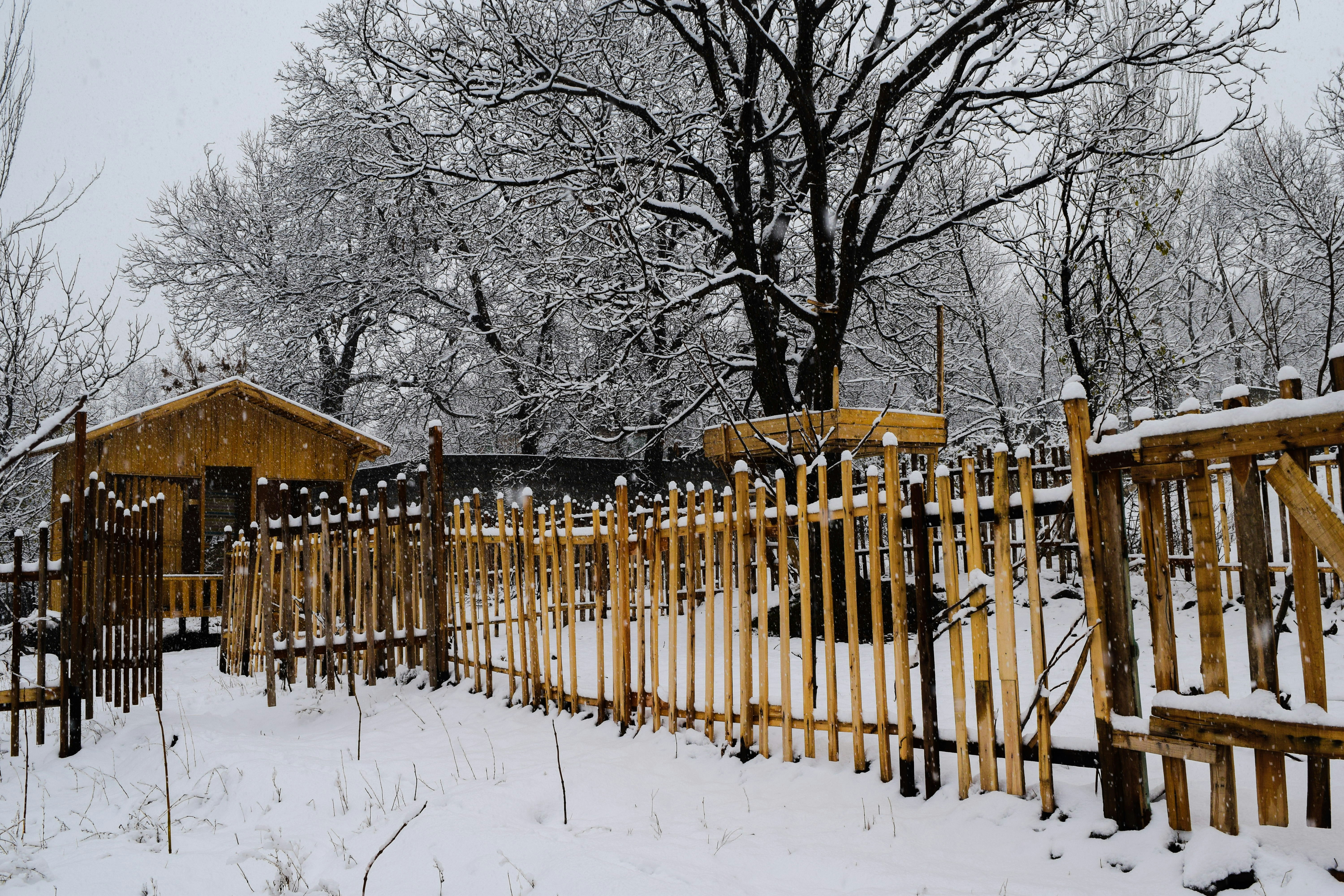 a shack in woods and sonw day
