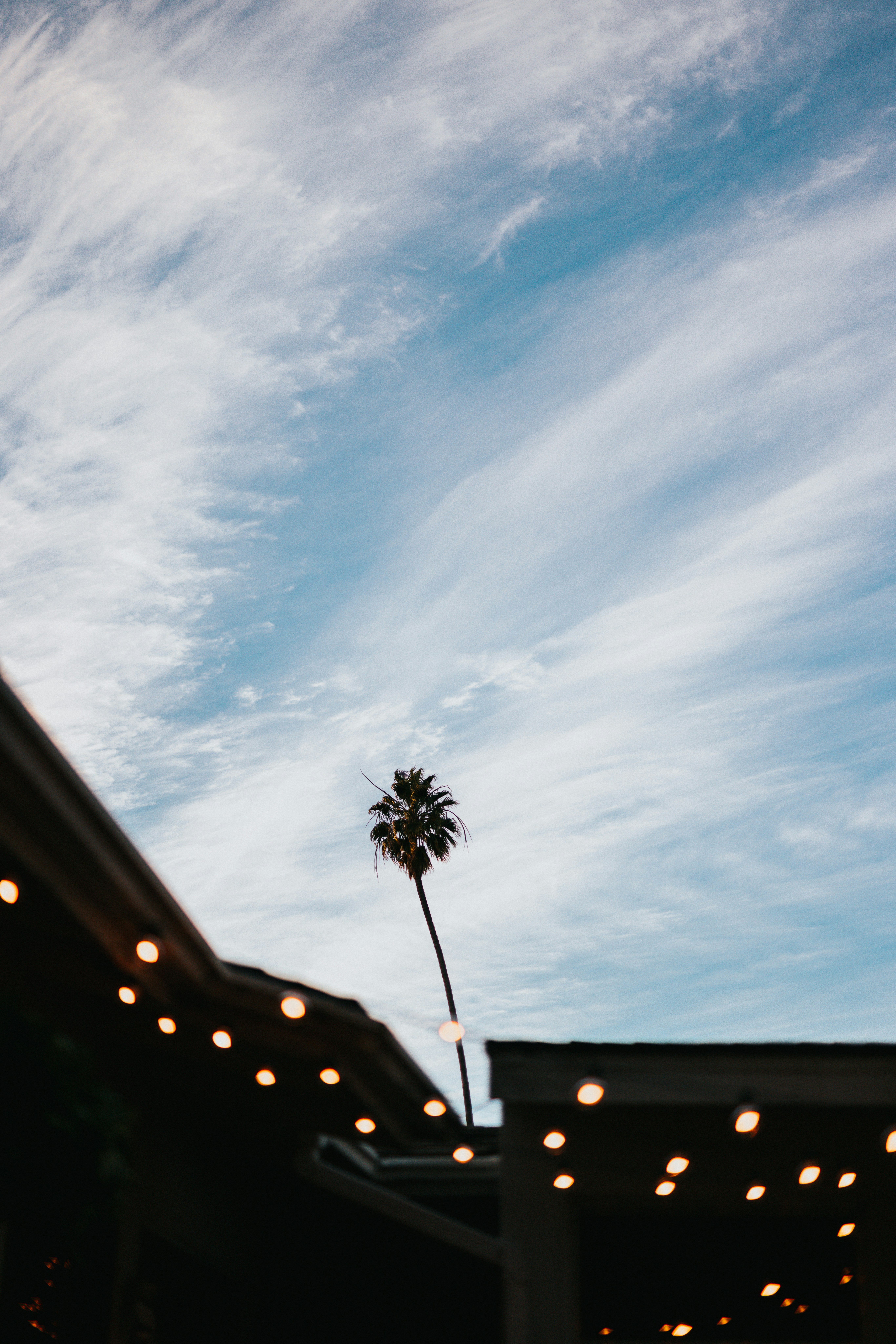 A lone palm tree stretches upward against a backdrop of wispy clouds and a clear blue sky, framed by the silhouettes of nearby structures.