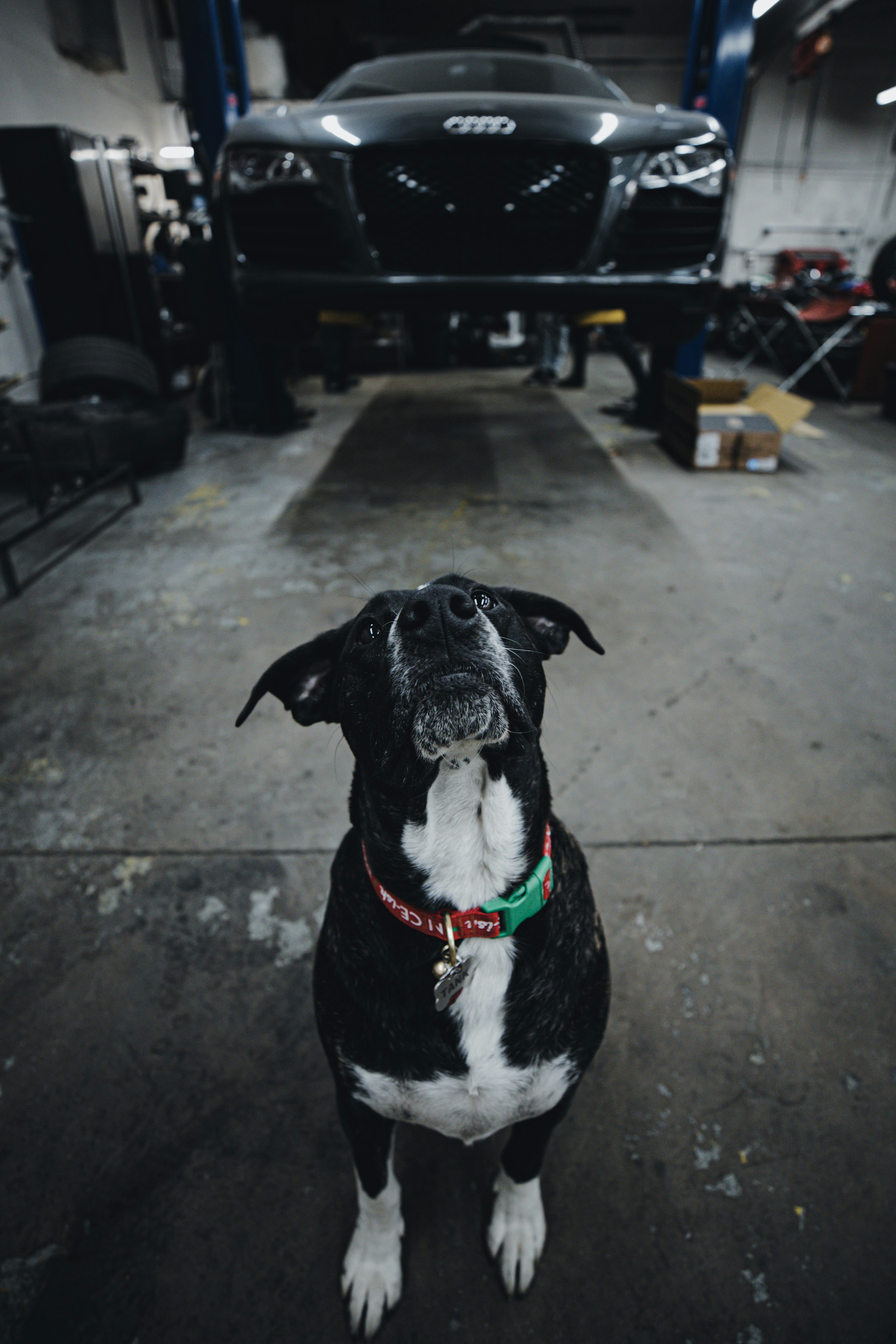 Garage Gaze: A Curious Pup Under the Lifted Audi's Halo