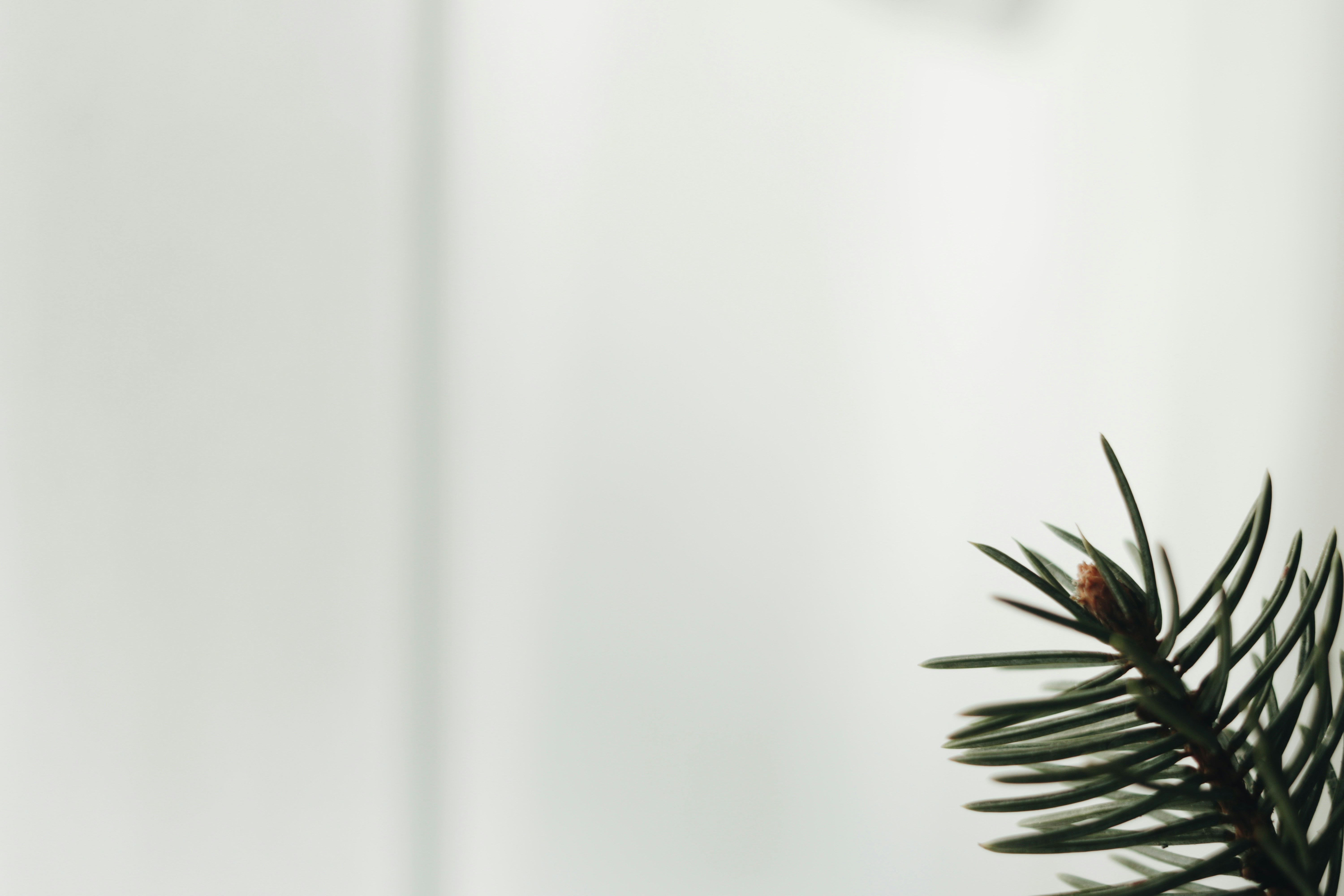 Edge of Green: A Pine Sprig in Soft Focus Against a Pale Backdrop