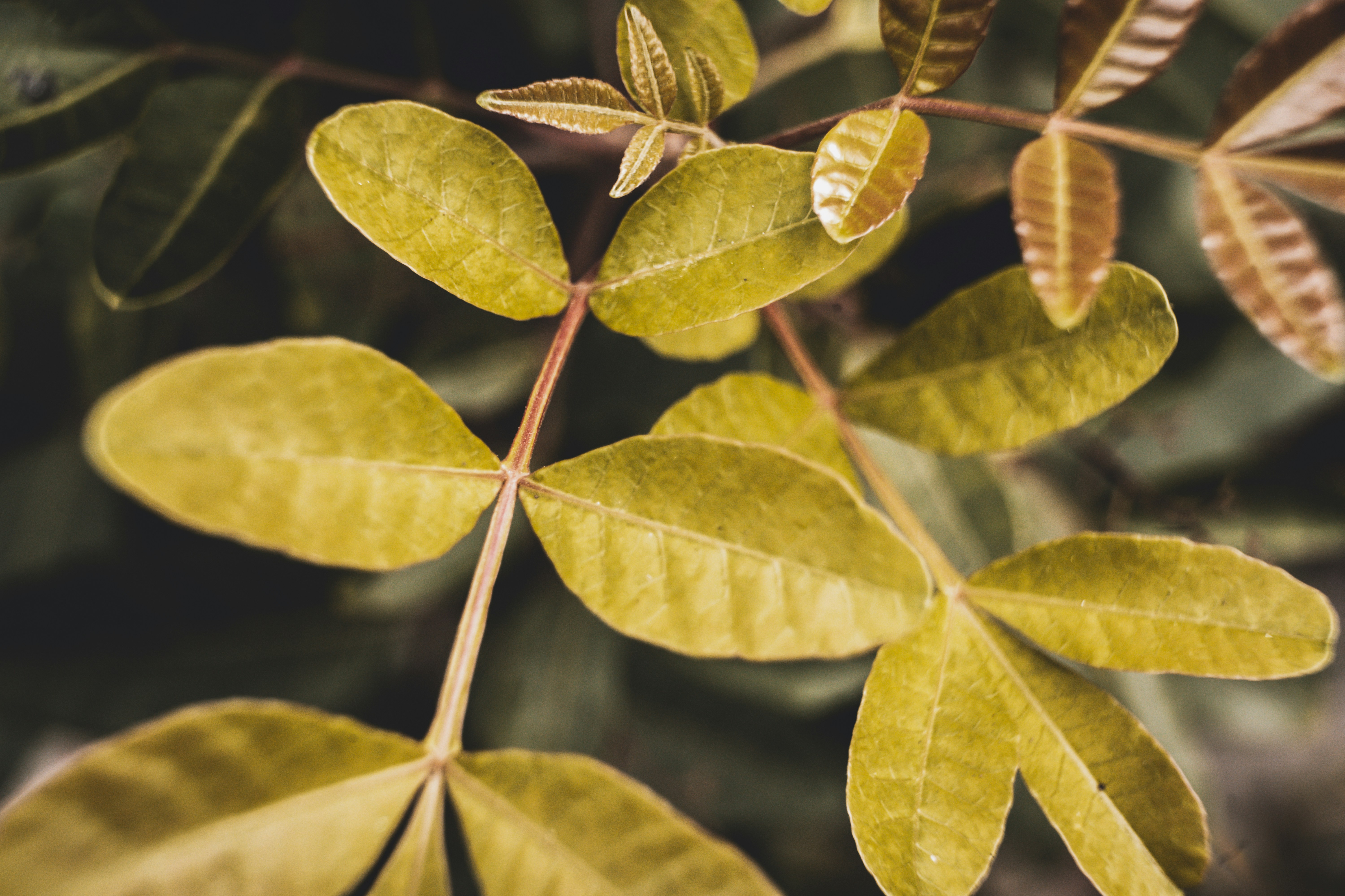 Close-up of delicate green leaves showcasing intricate textures and patterns against a blurred backdrop.