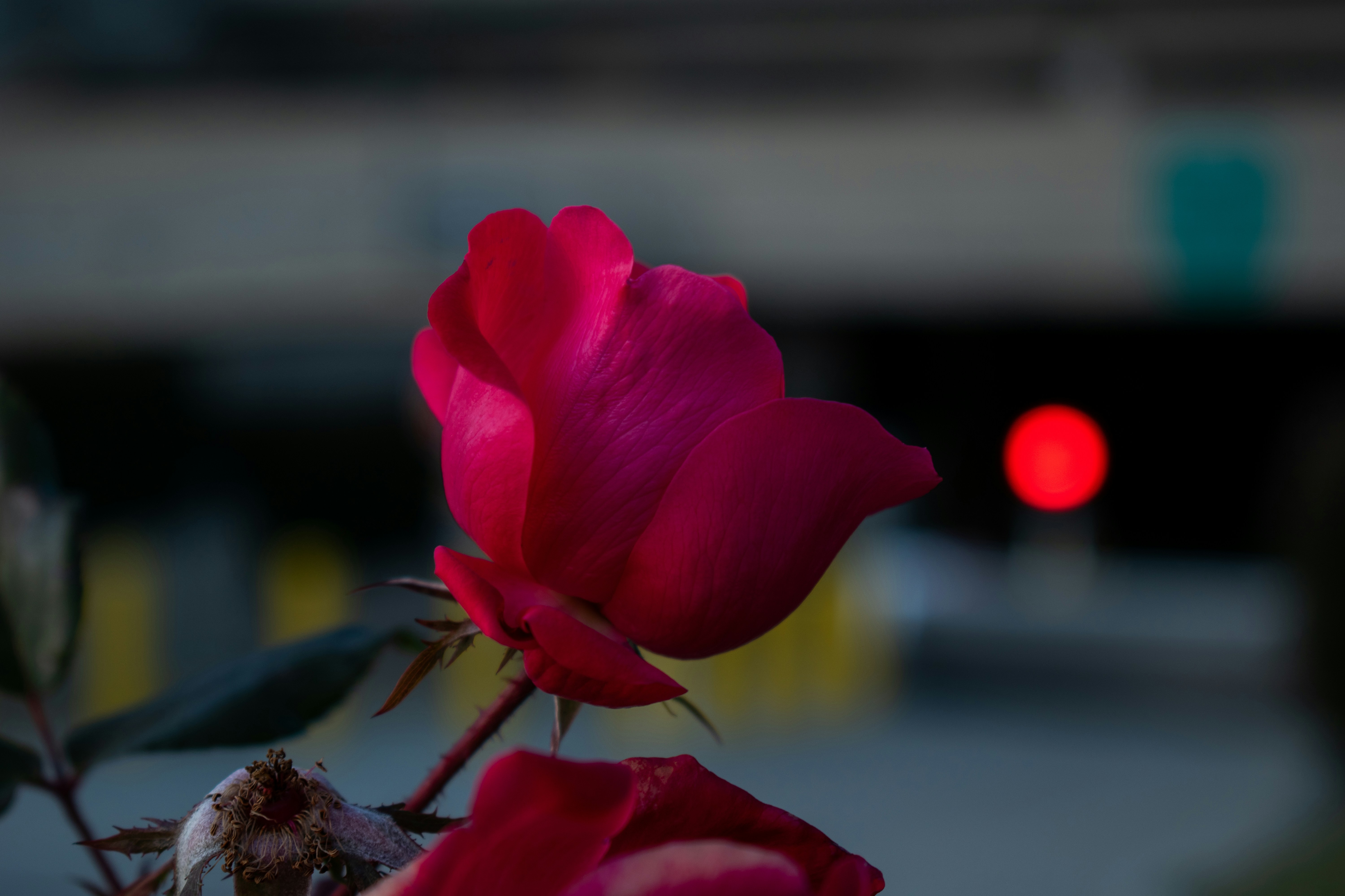 Crimson Bloom in a Quiet Street Backdrop