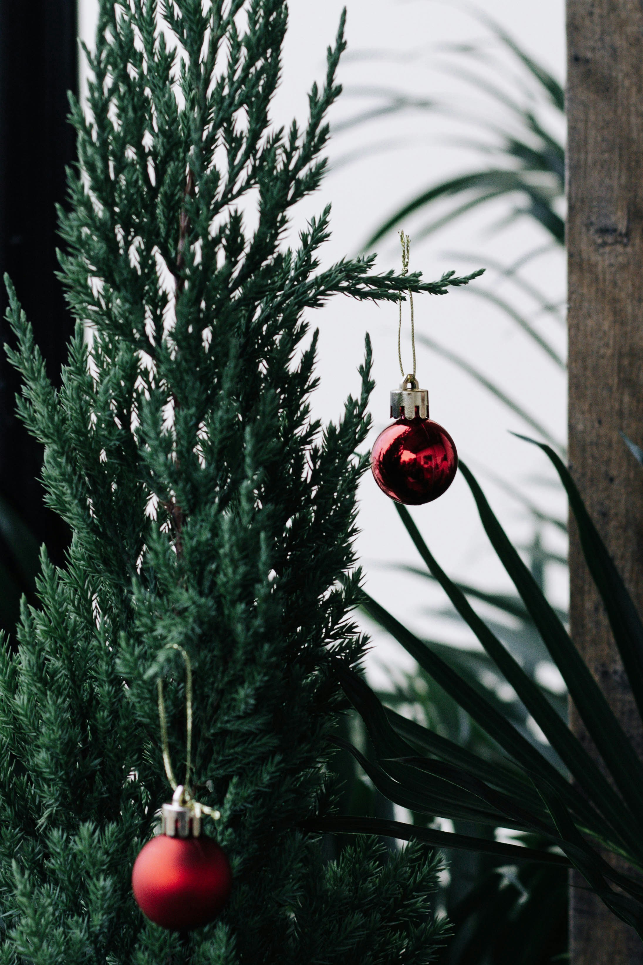 red baubles on green pine tree
