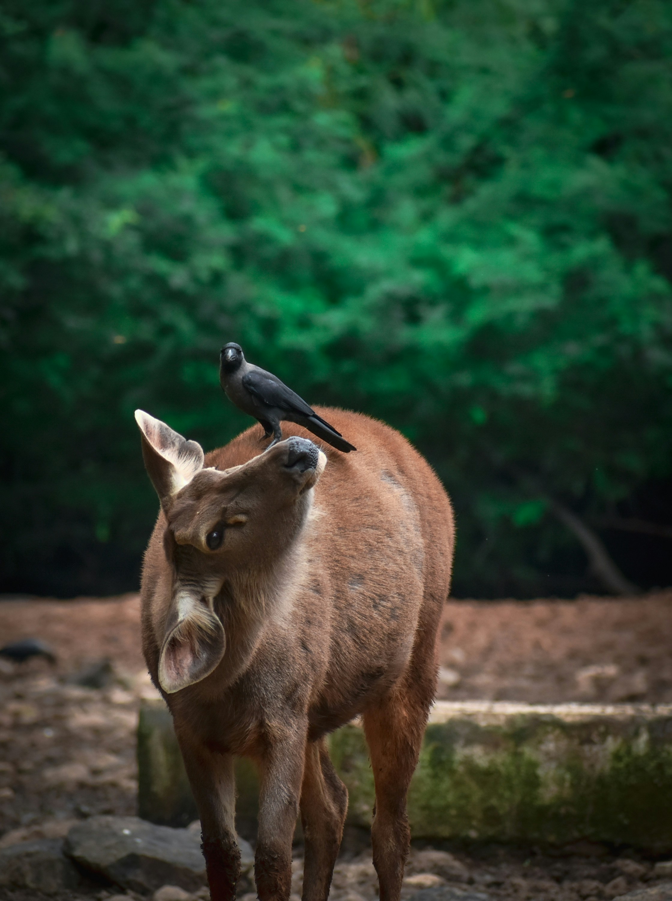 A deer with a curious expression stands still while a crow perches on its head, set against a lush green backdrop. The scene illustrates an unusual moment of coexistence in nature.
