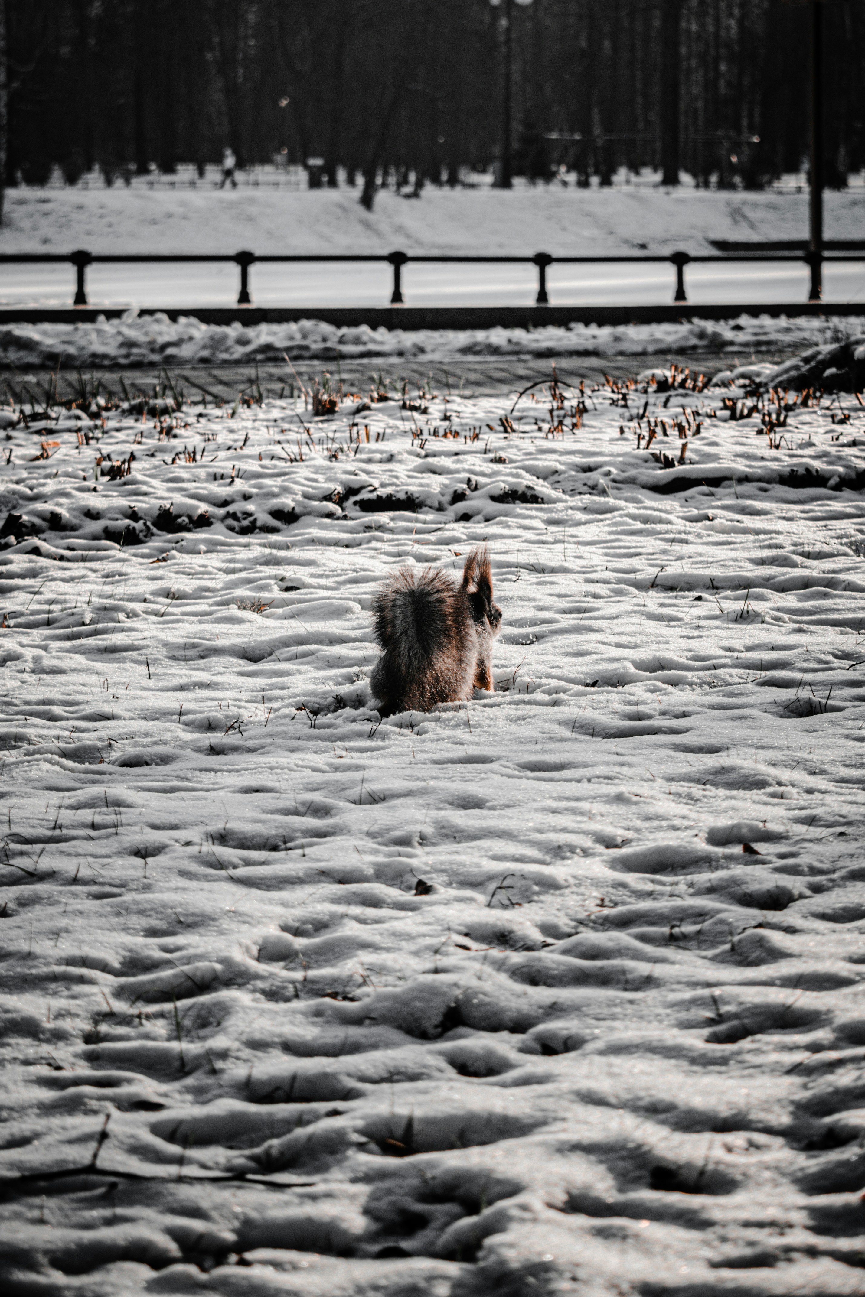 Snowbound Pause: A Squirrel in the Park's Quiet Spotlight