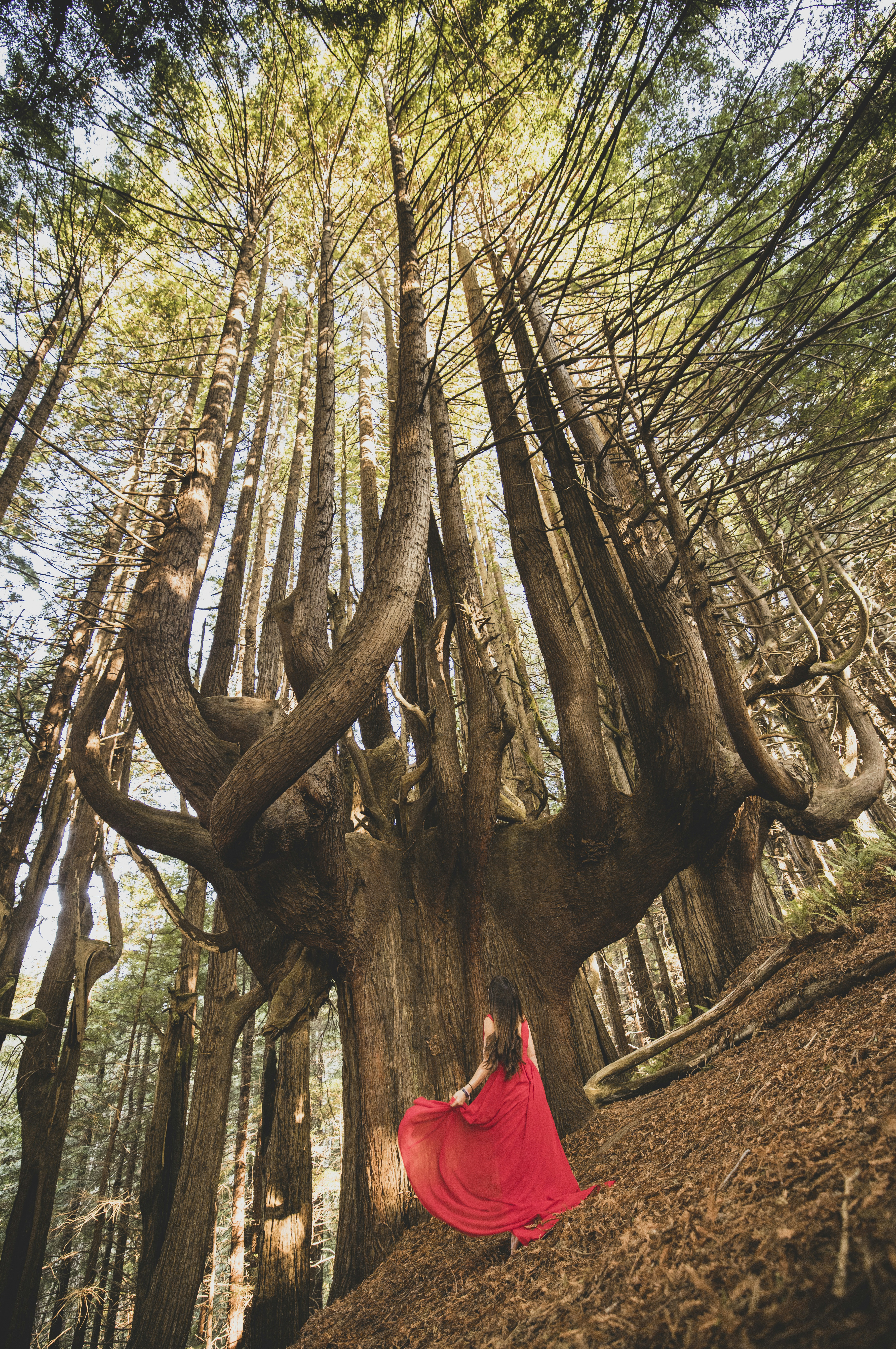 Crimson in the Canopy: A Red Dress Among Ancient Roots