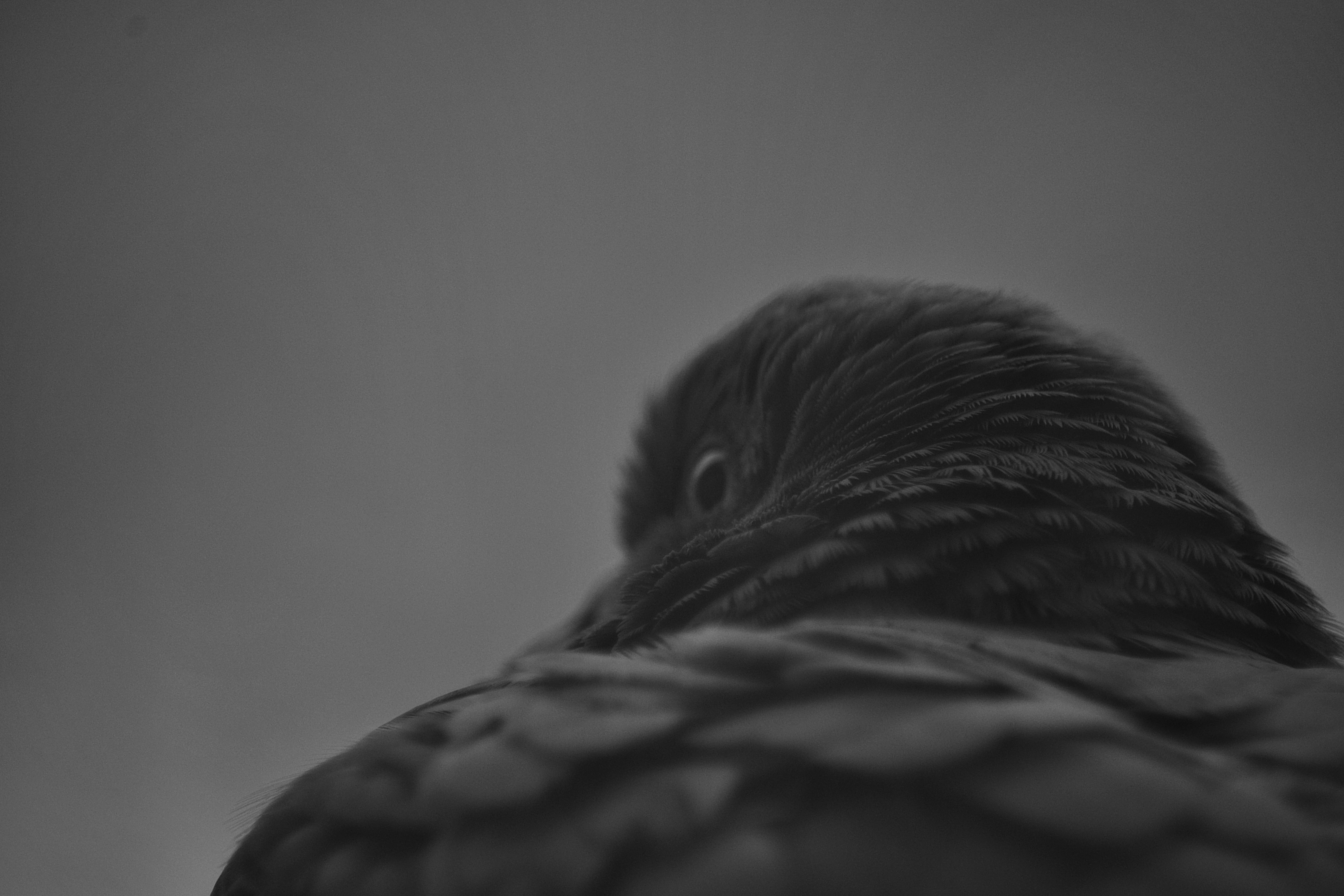 Close-up of a bird's eye peeking through intricately detailed feathers in monochrome.