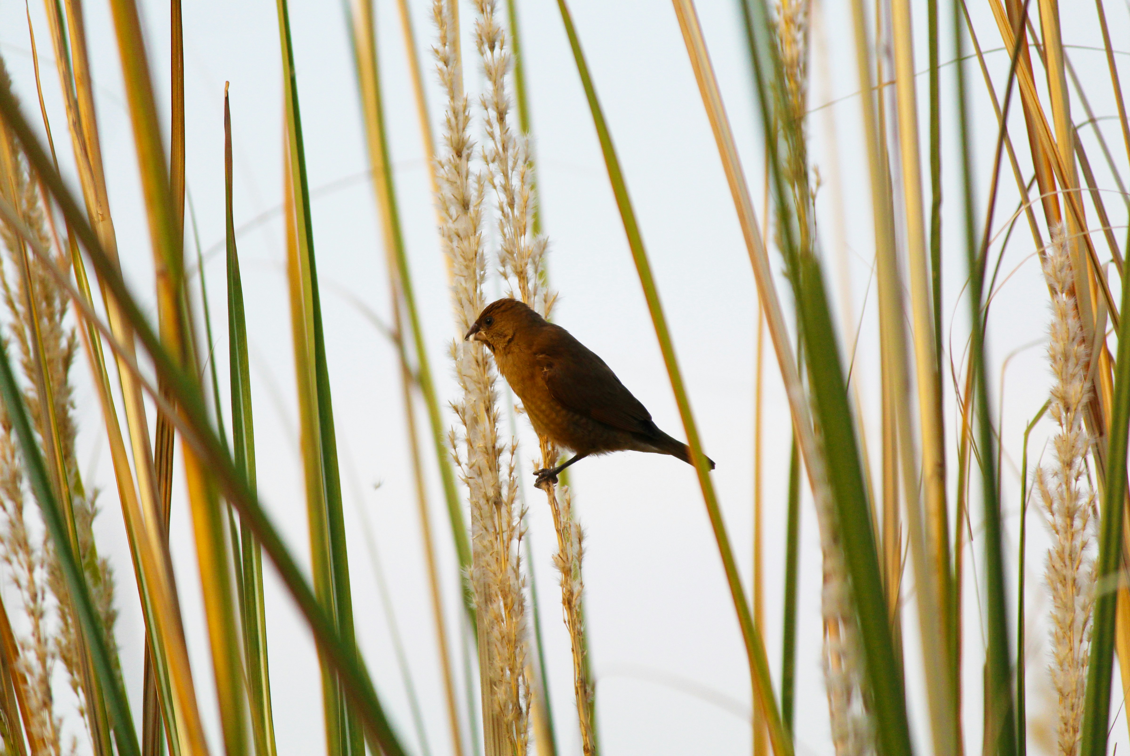 Small bird perched on tall grass stalks against a pale sky.