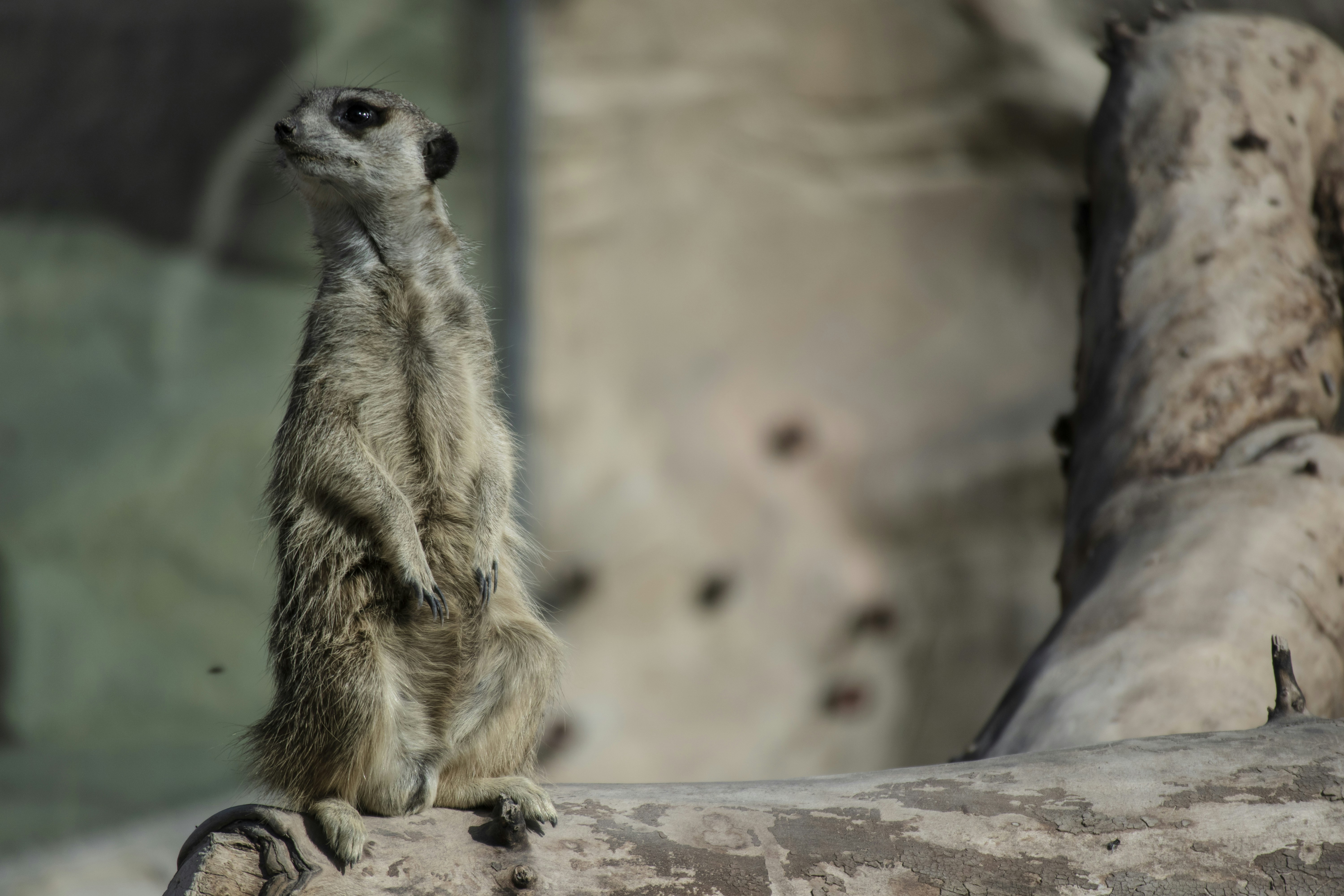 Watchful on the Log: Meerkat Stands Tall in a Zoo Scene