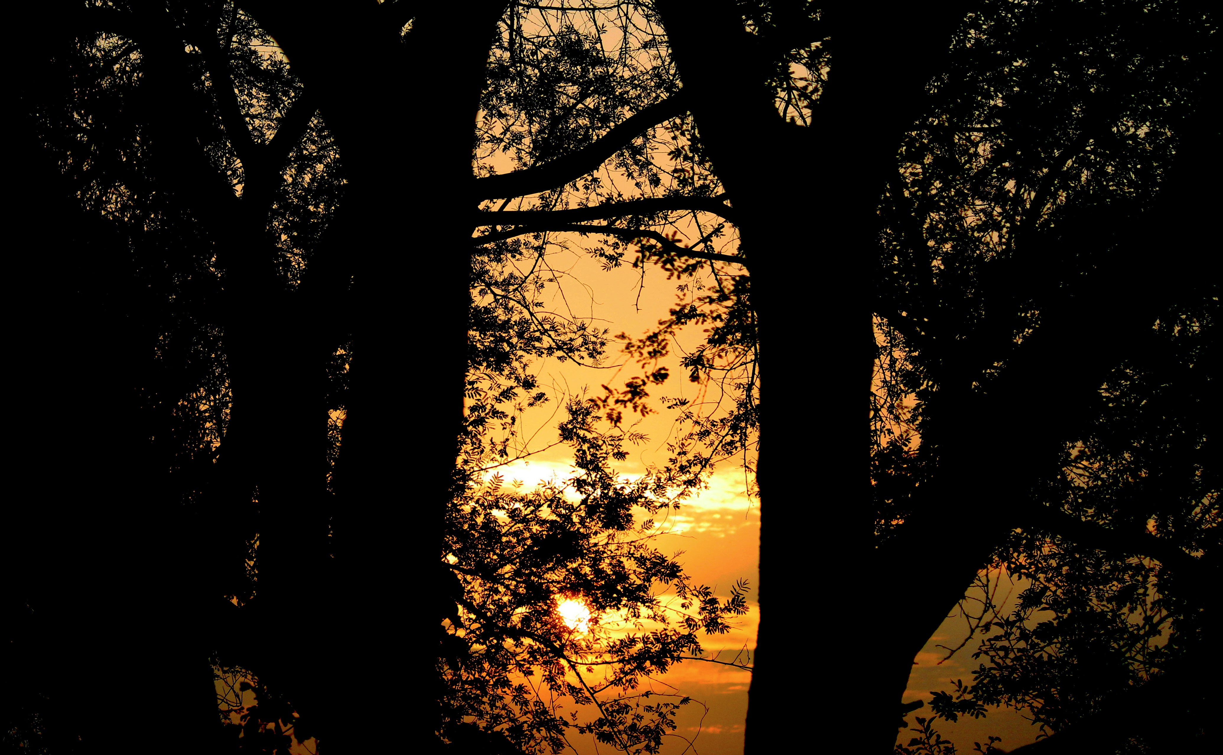 Sunset peeks through dense tree silhouettes, casting an orange glow.