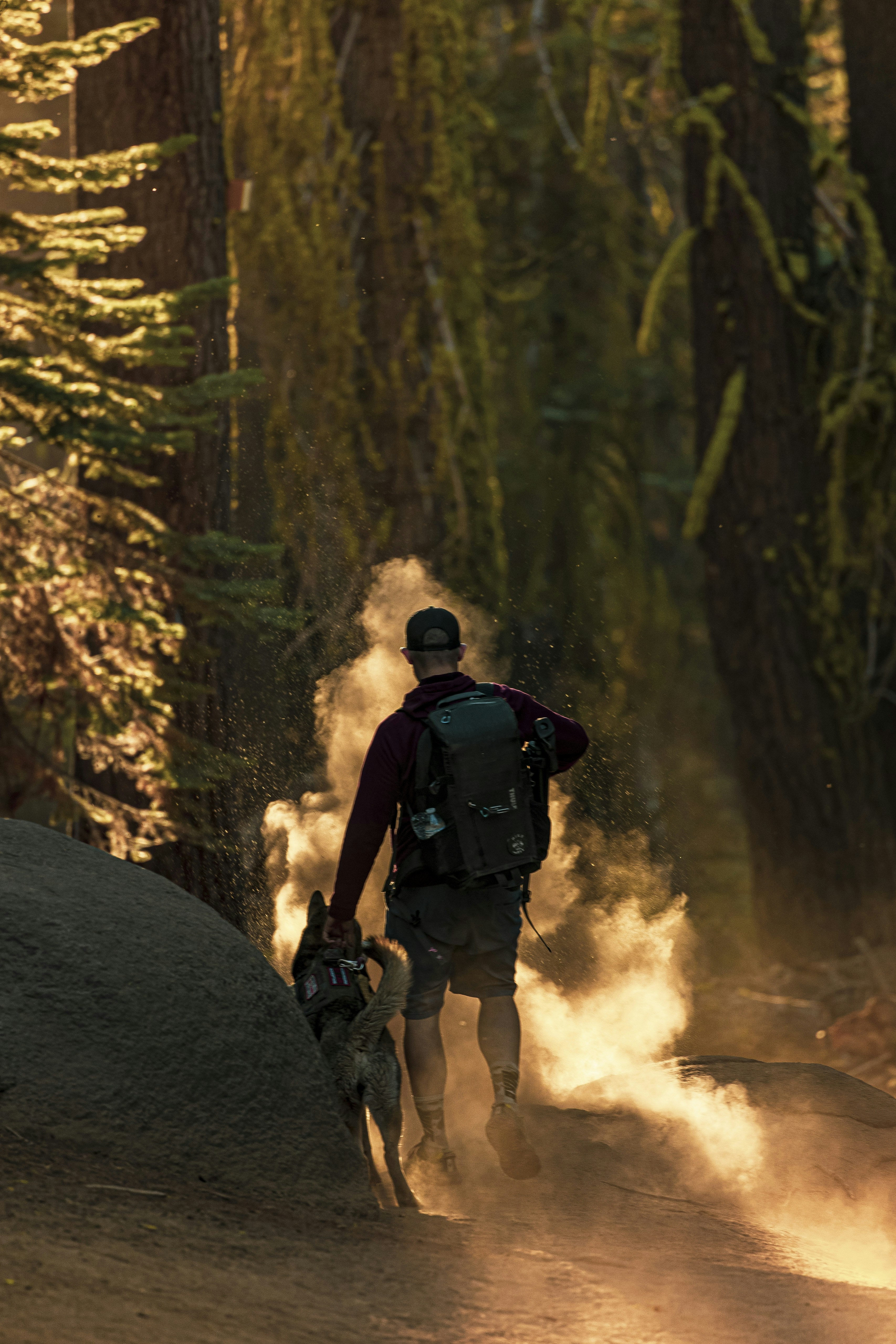 Amber Dust Trail: A Hiker and Dog Carve Through a Sunlit Forest