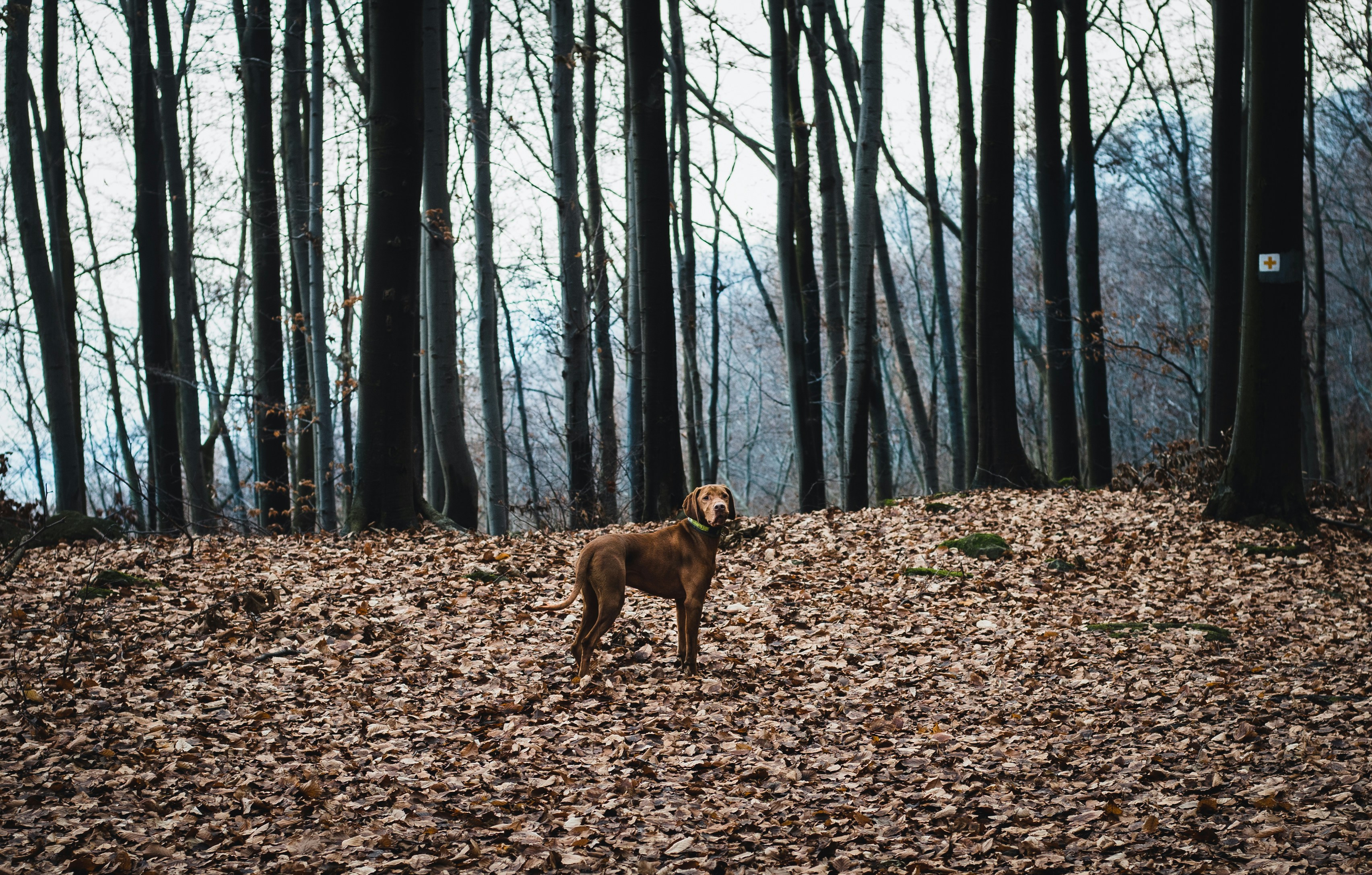 Dog standing on a carpet of fallen leaves surrounded by tall, bare trees in a misty forest.